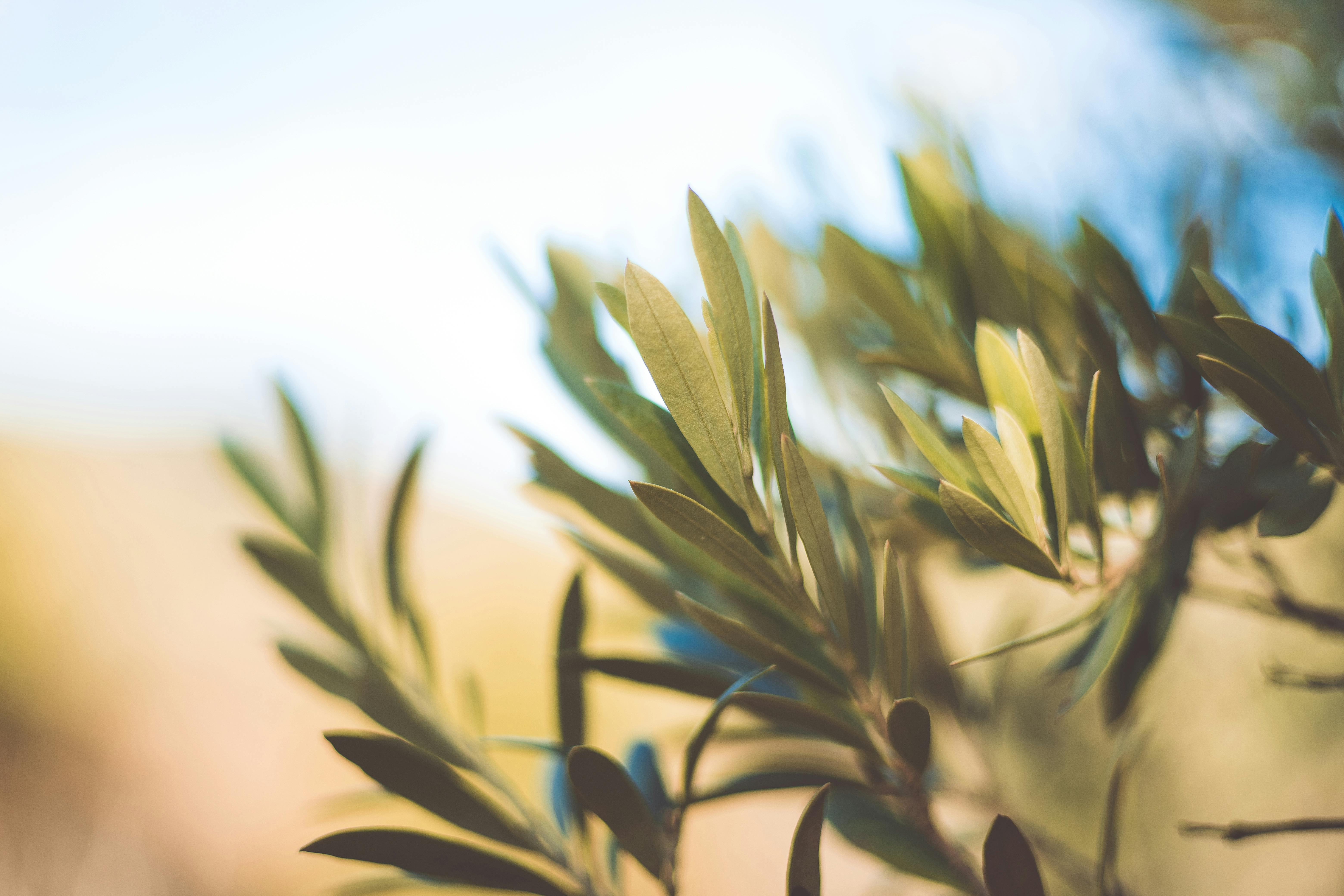Thriving Olive Trees in Containers: Expert Tips and Tricks