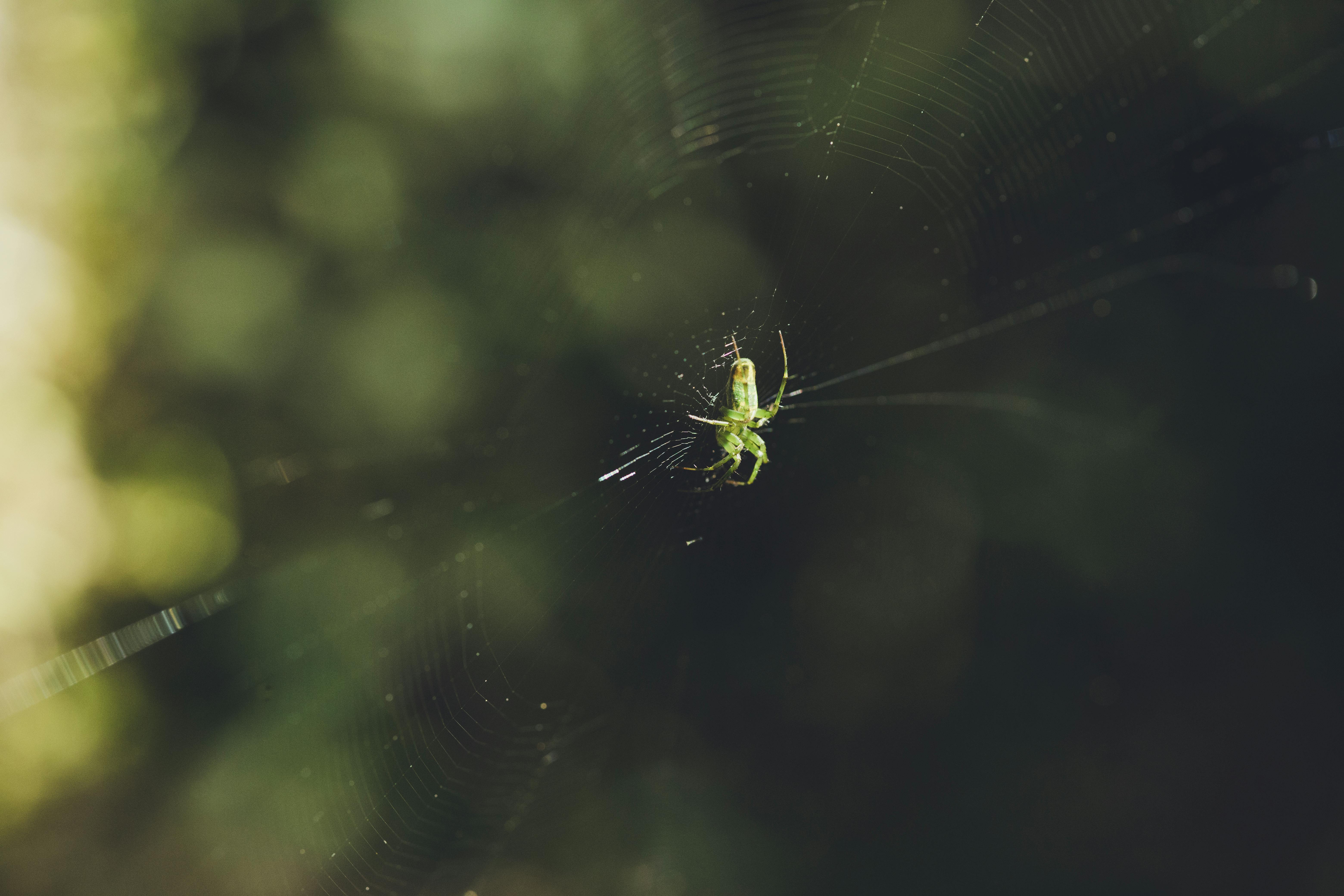 Green Spider on Spiderweb · Free Stock Photo