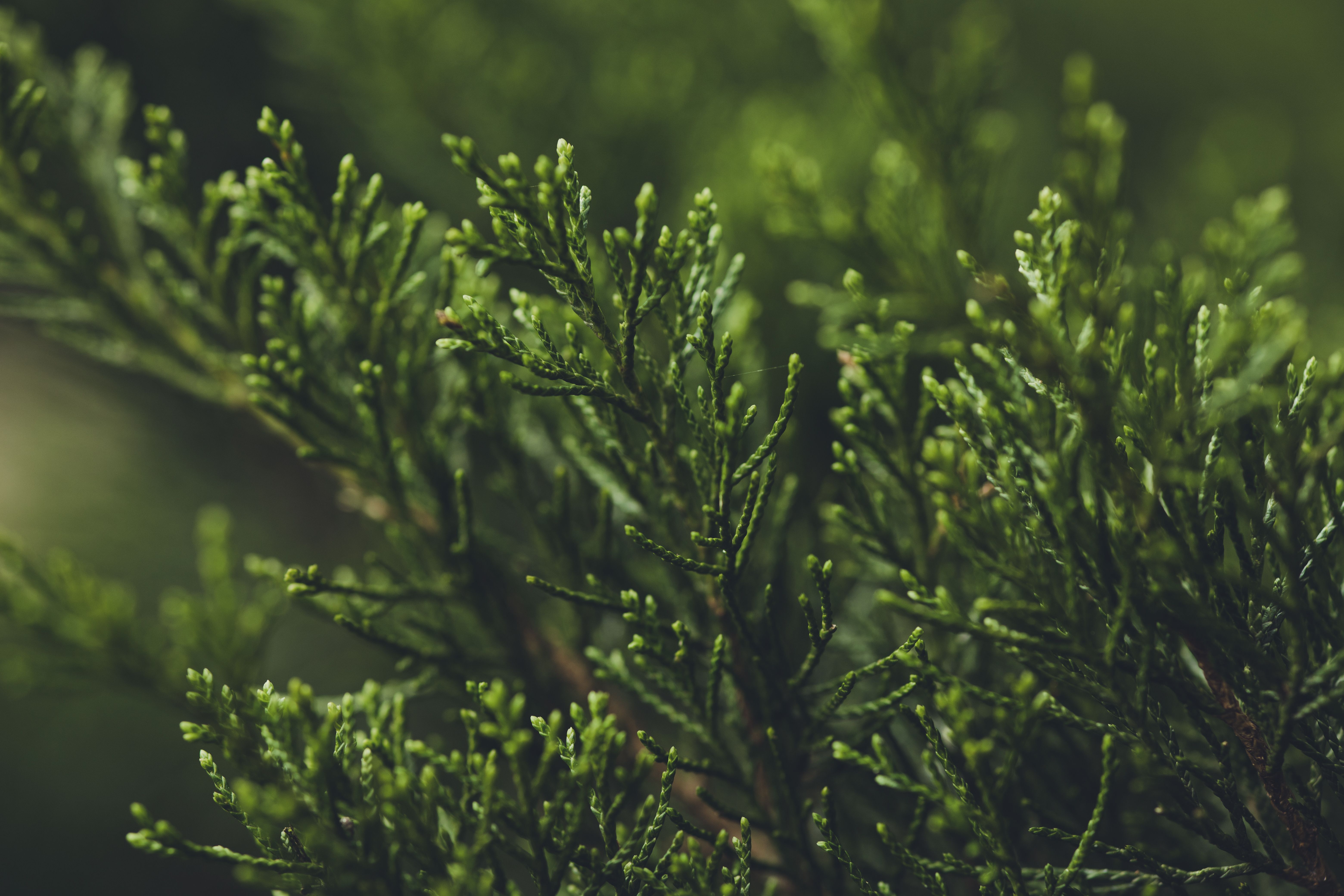 Foto de stock gratuita sobre acículas, al aire libre, árbol de la vida ...