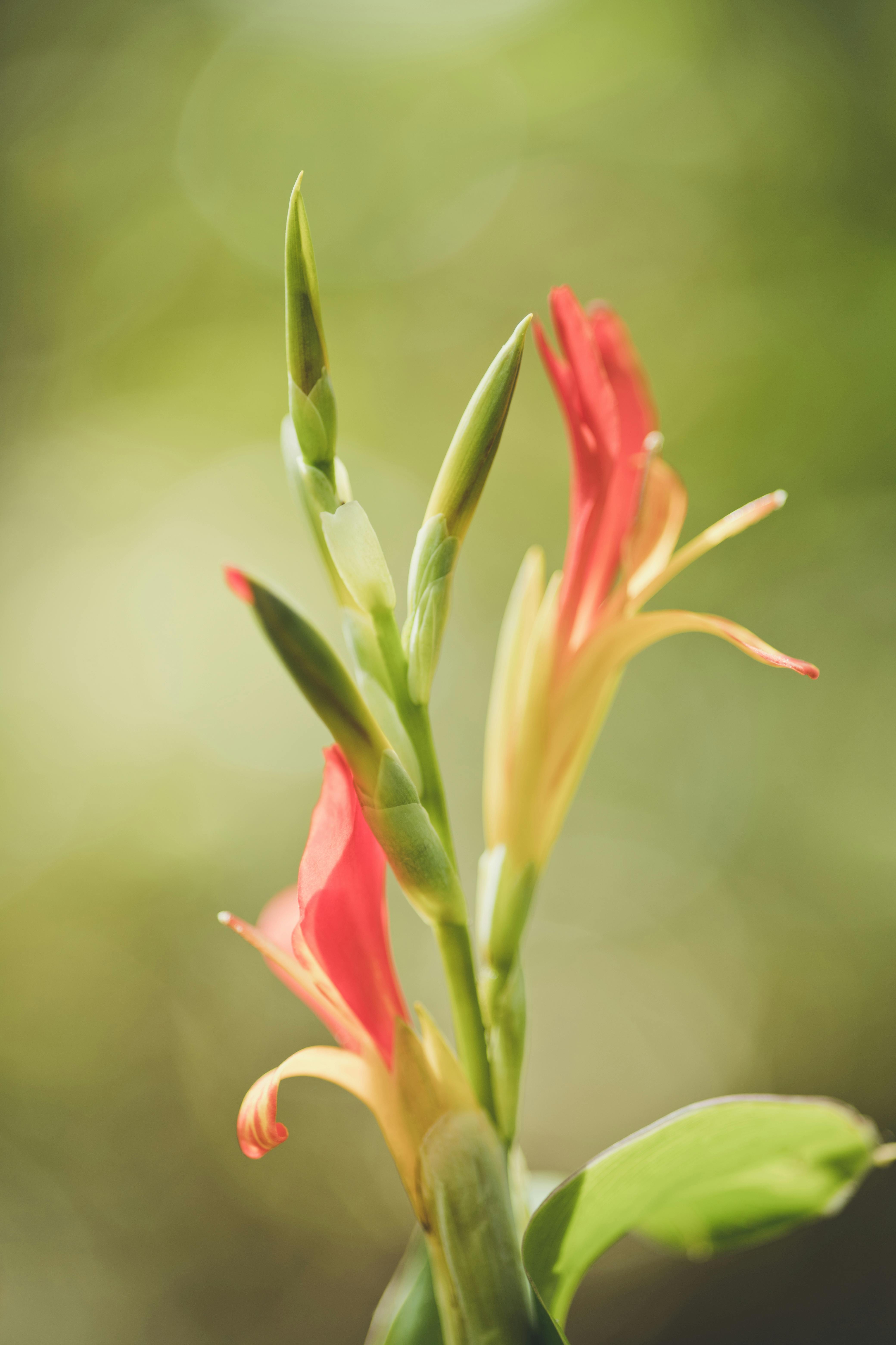 Blooming Indian Shot Flower · Free Stock Photo