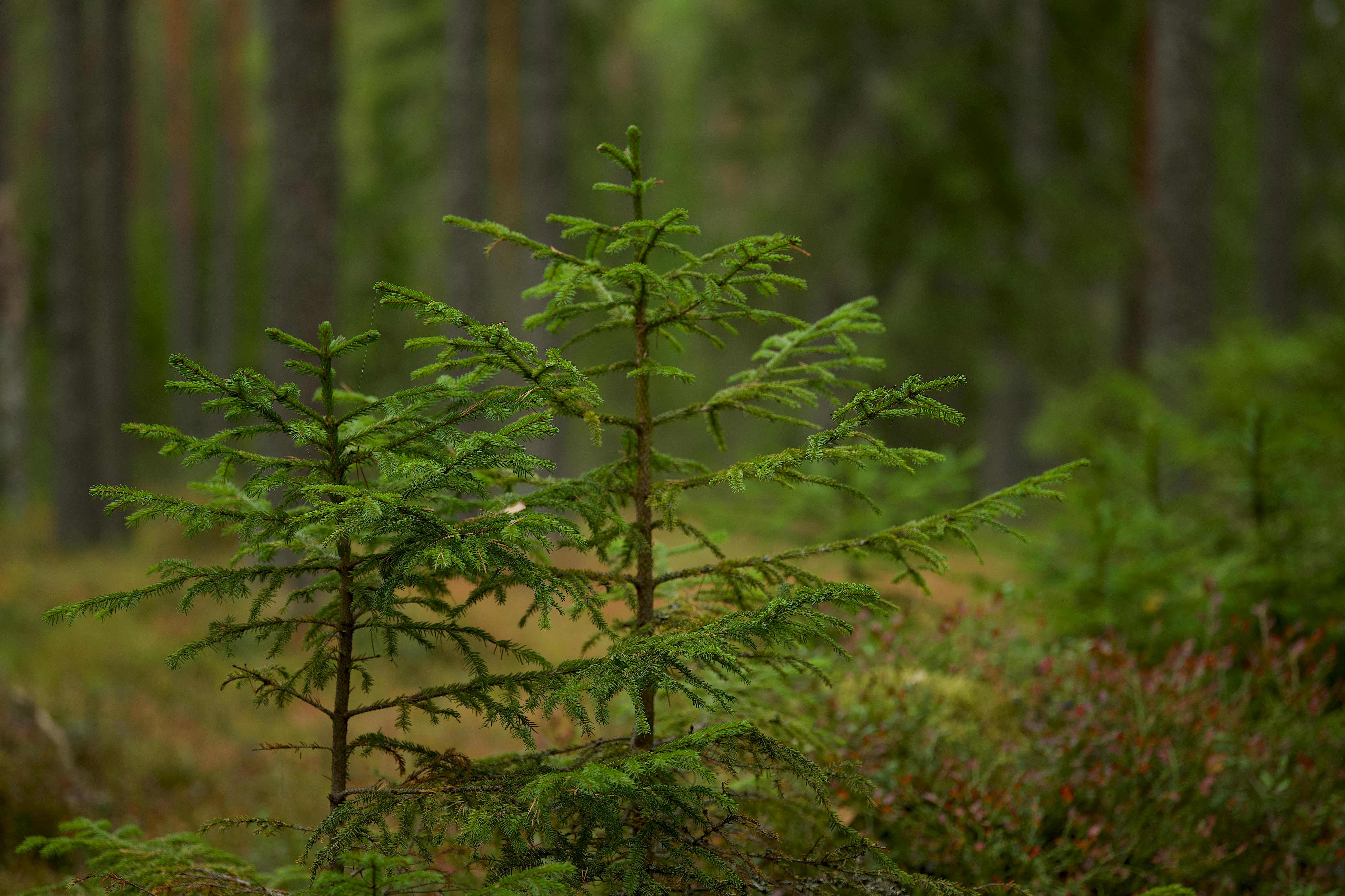 Small, Evergreen Trees in Forest · Free Stock Photo
