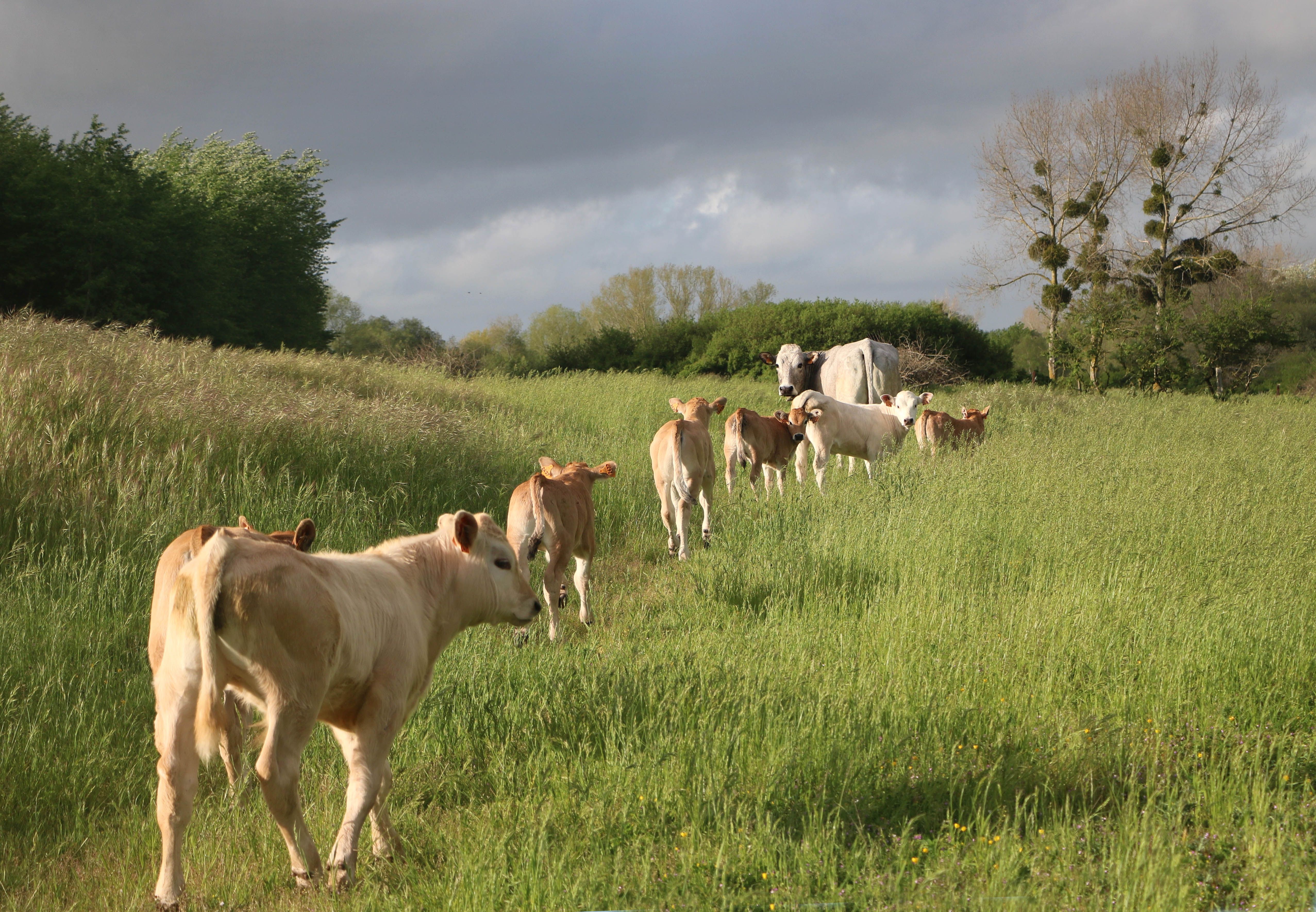Cattle on Pasture · Free Stock Photo