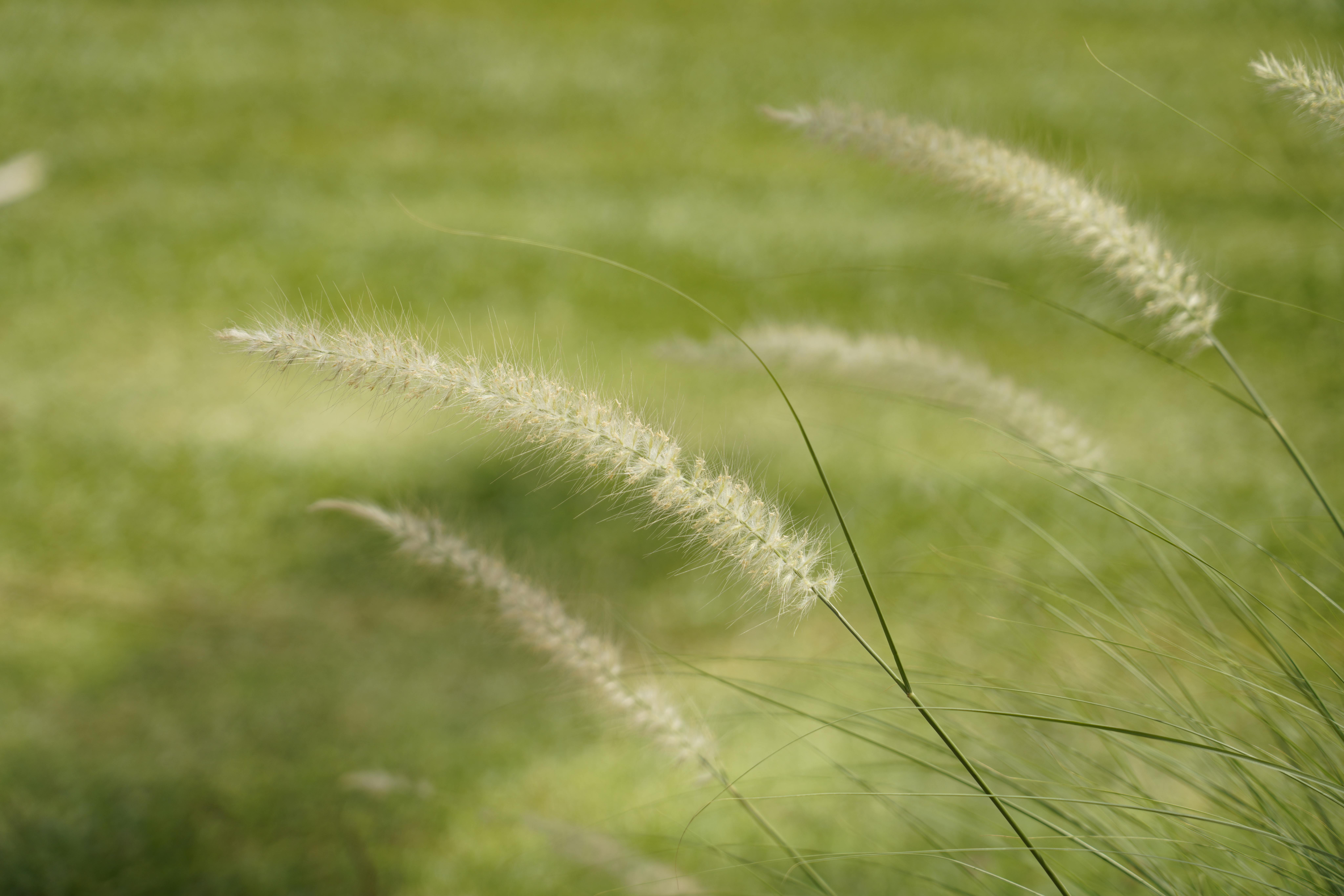 Grass Moving In The Winds Photos, Download The BEST Free Grass Moving ...