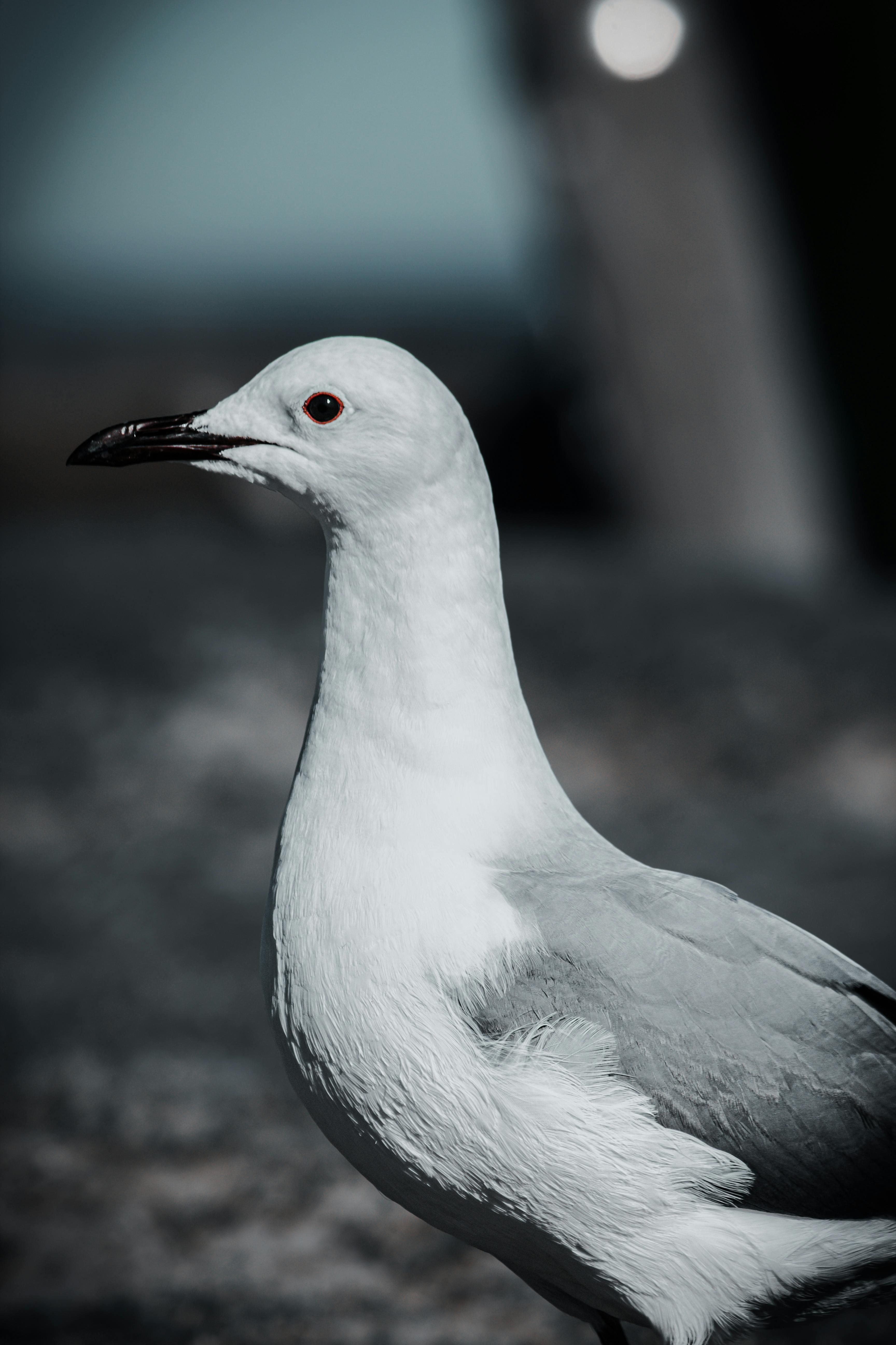 Seagull Floating in Bay next to Buoy · Free Stock Photo