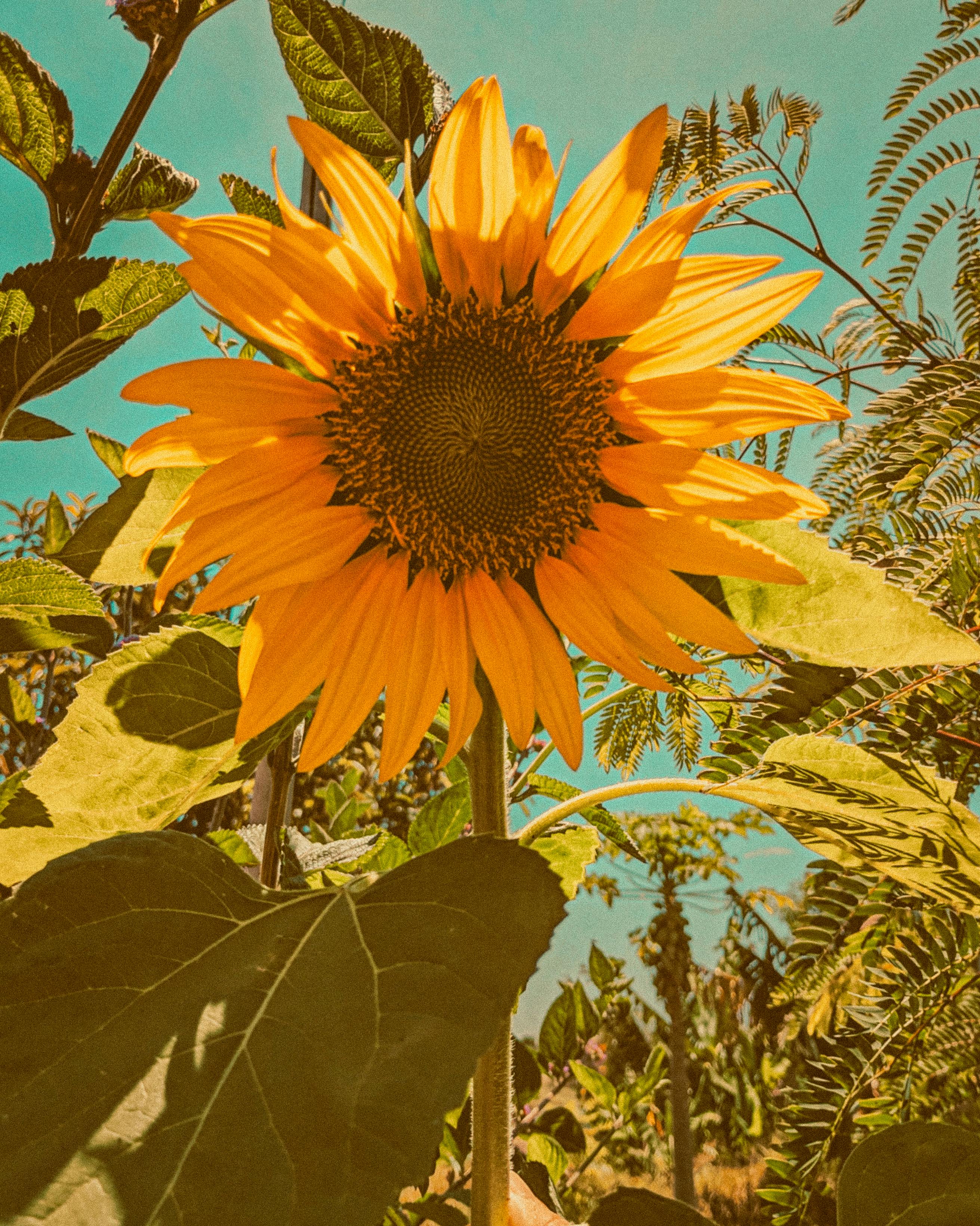 Close up of Sunflower · Free Stock Photo