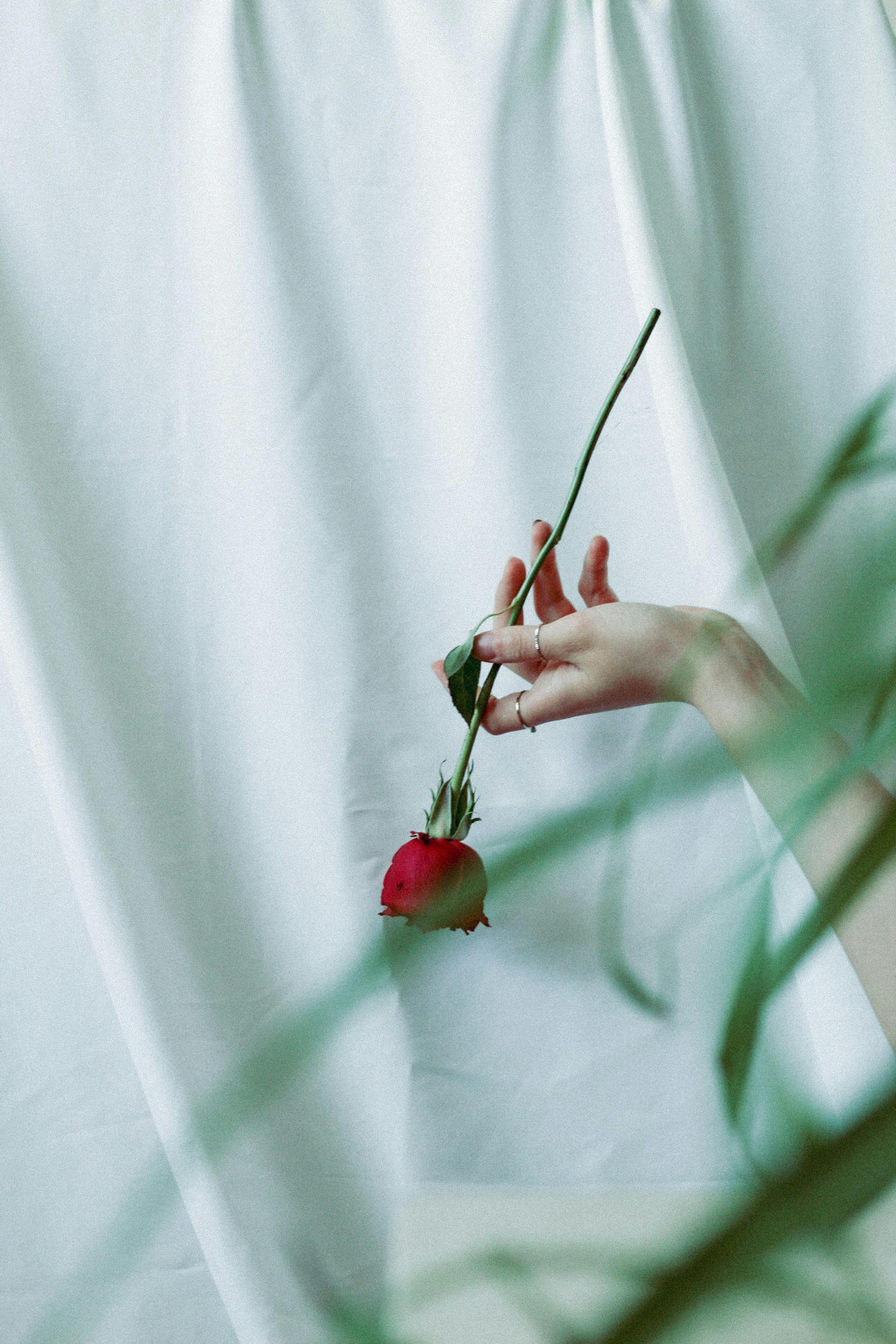 Red Pinter in a Hand · Free Stock Photo