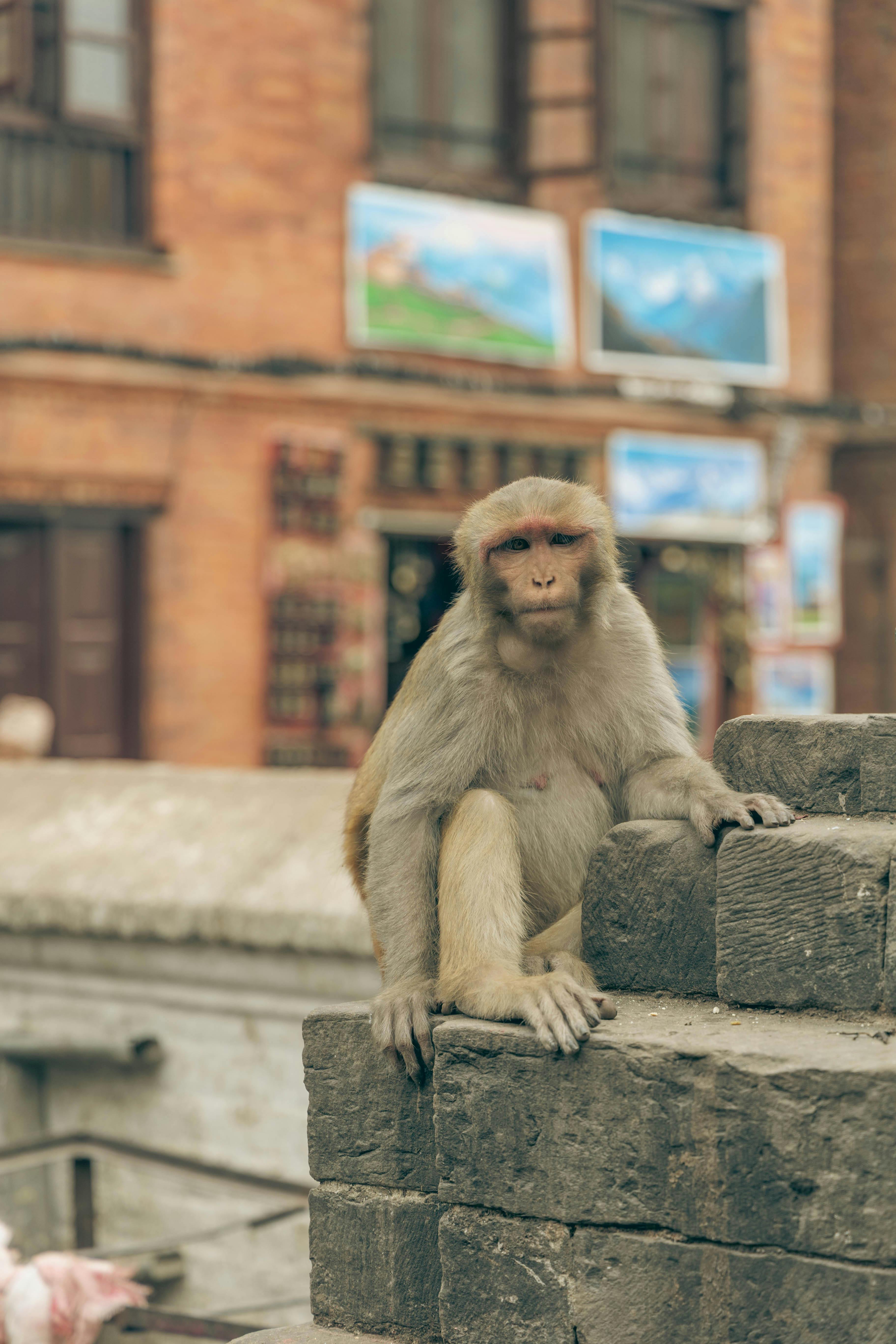 Urban Monkey Photos, Download The BEST Free Urban Monkey Stock Photos & HD Images