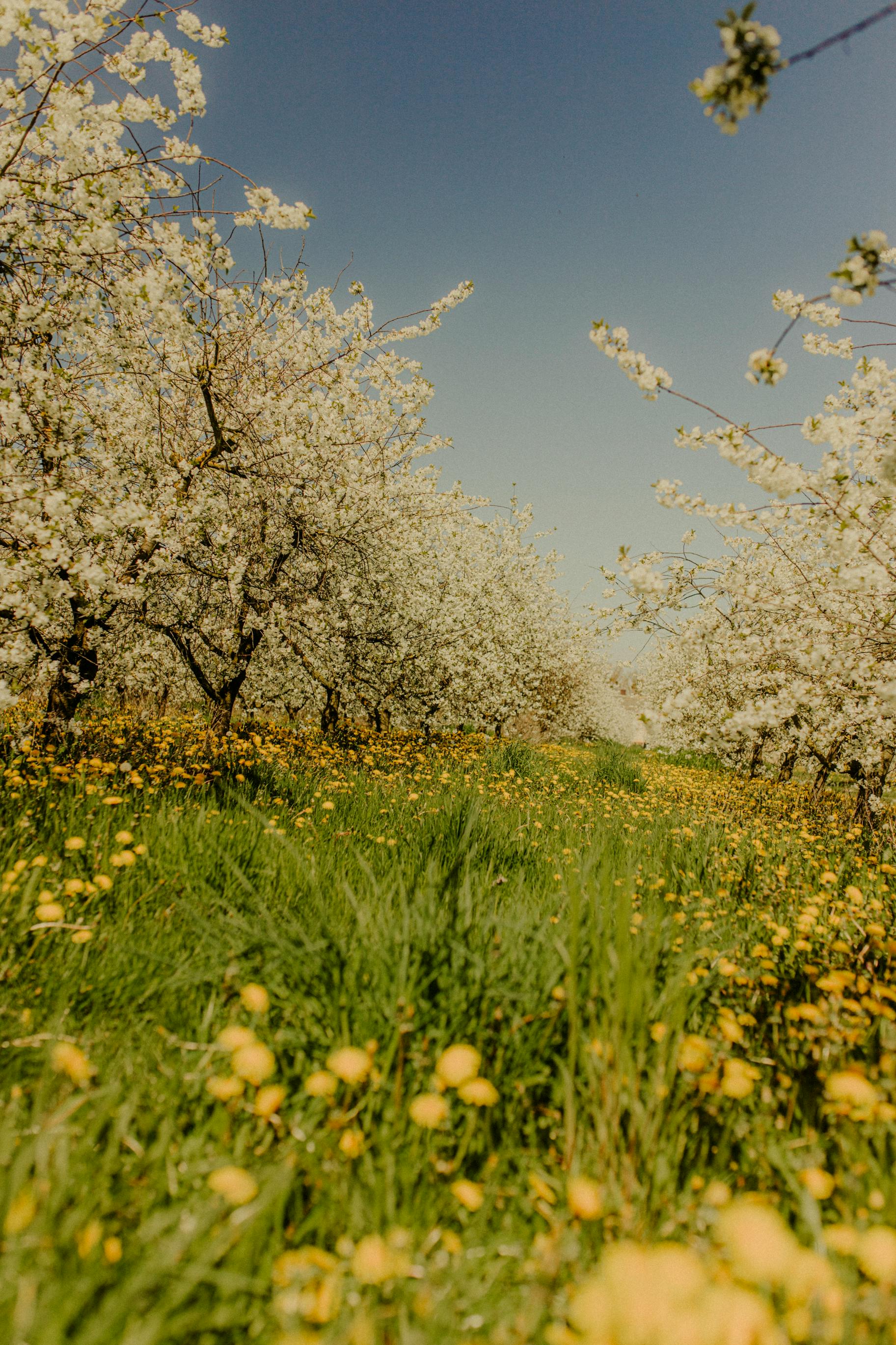 Orchard Photos, Download The BEST Free Orchard Stock Photos & HD Images