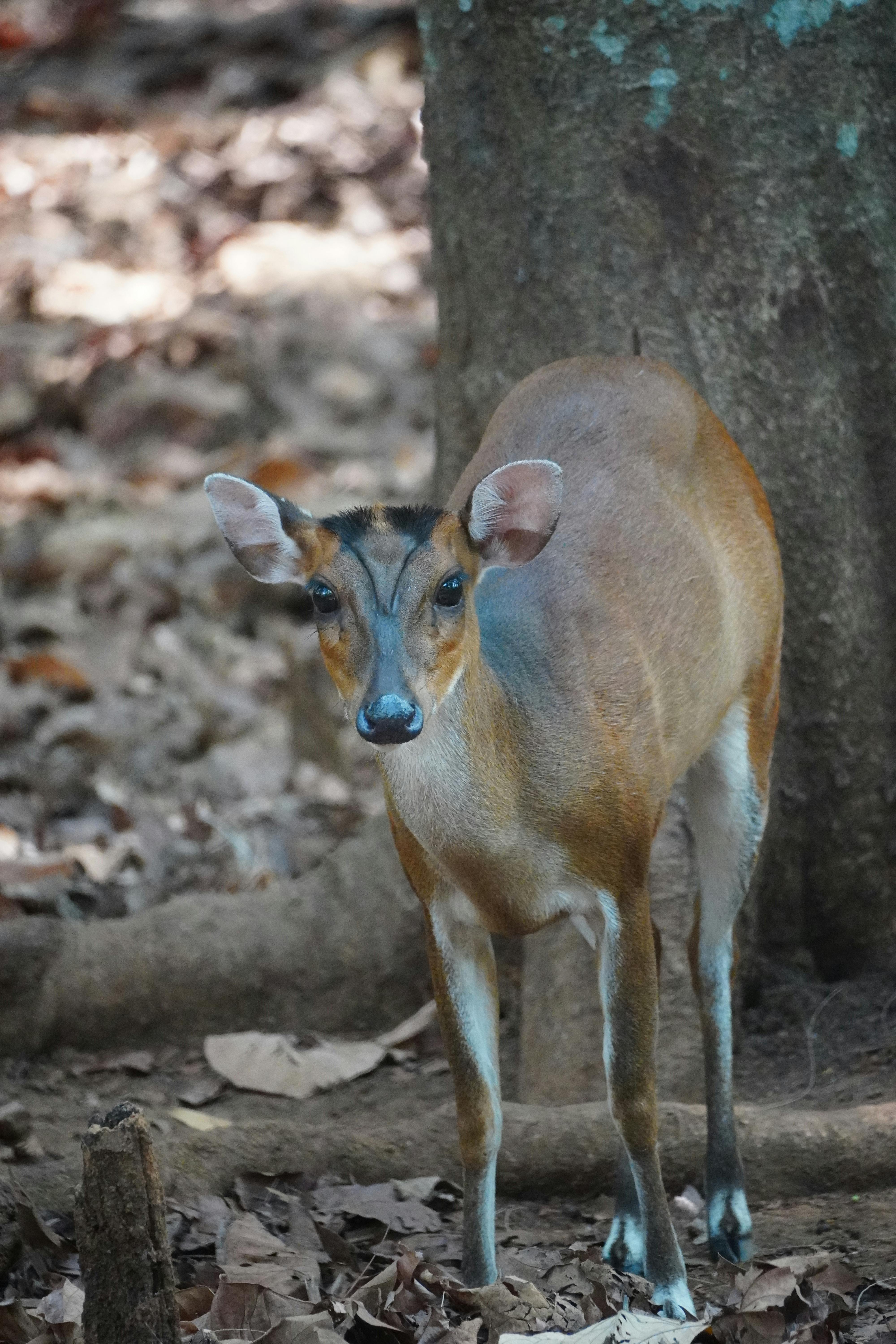 A Southern Red Muntjac in the Forest · Free Stock Photo