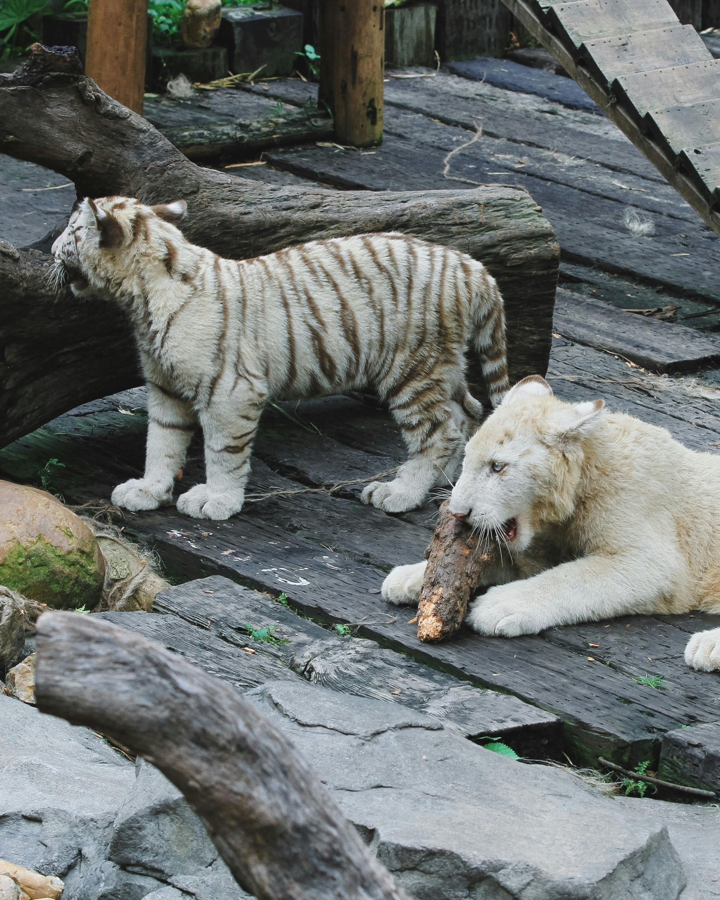 Tigers in Zoo · Free Stock Photo