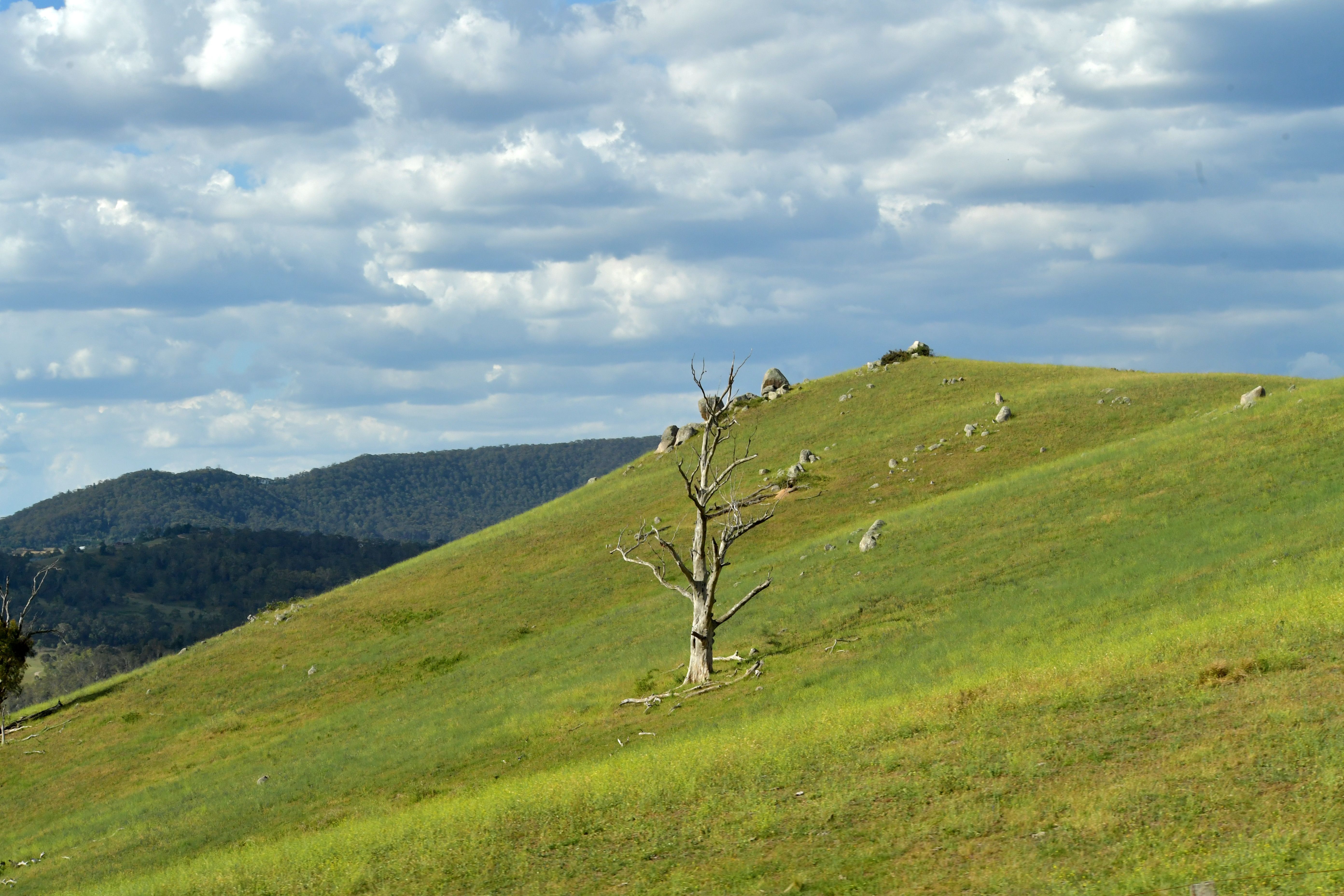 Overcast over Trees on Grassland · Free Stock Photo