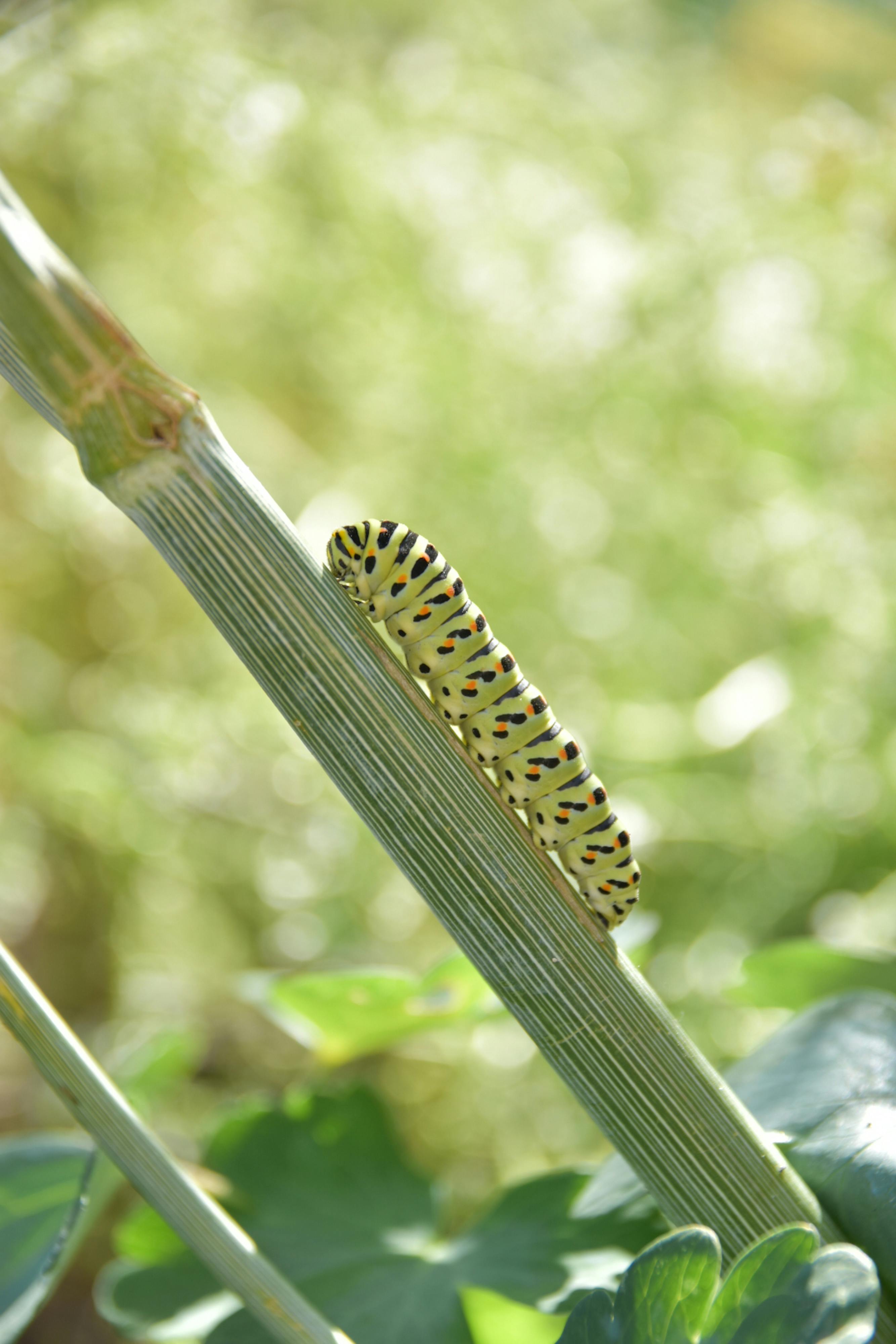 Green Larva Photos, Download The BEST Free Green Larva Stock Photos ...