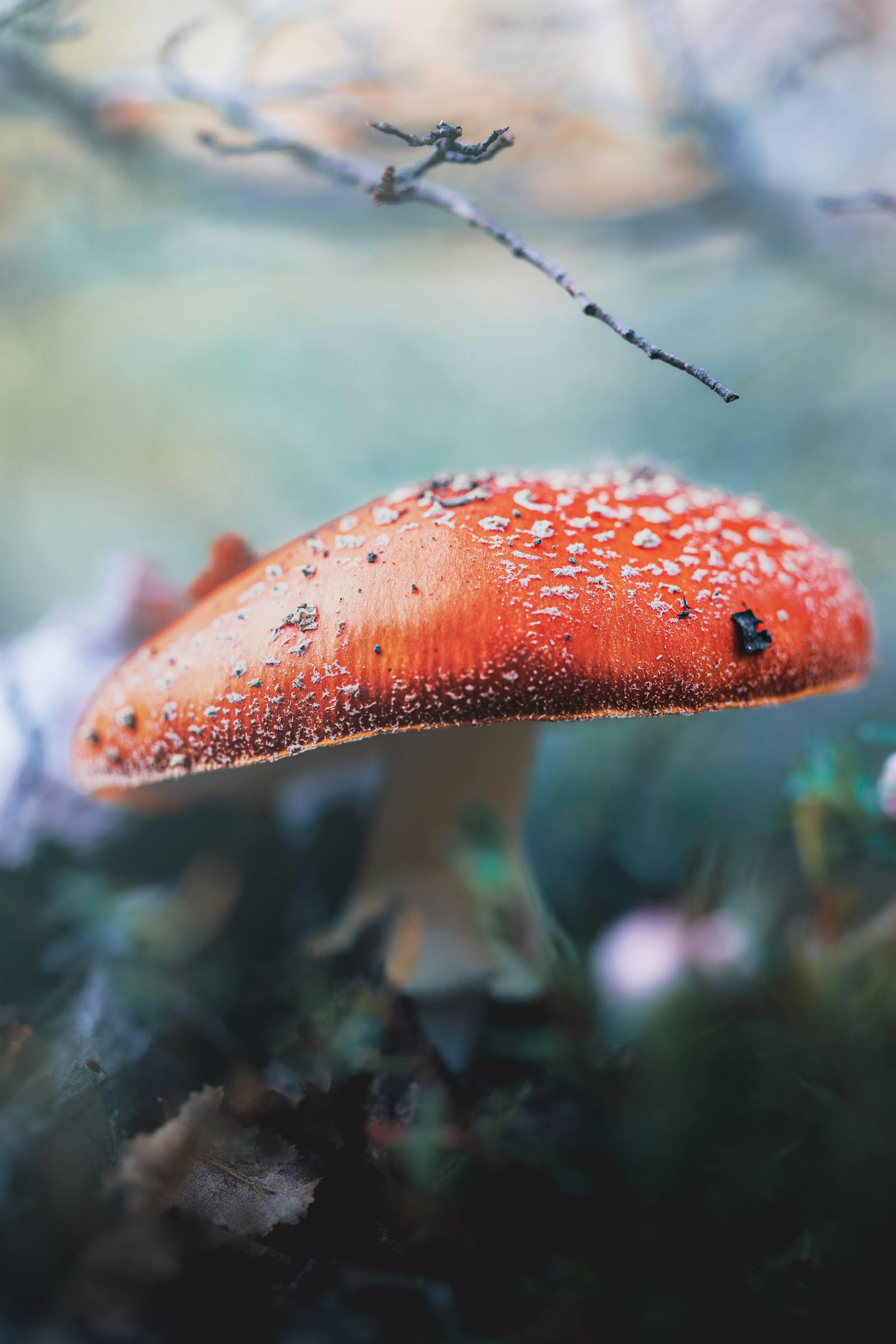 Red Mushroom Photos, Download The BEST Free Red Mushroom Stock Photos ...