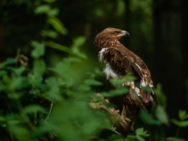 Greater Spotted Eagle: Facts, Habitat, and Conservation Tips
