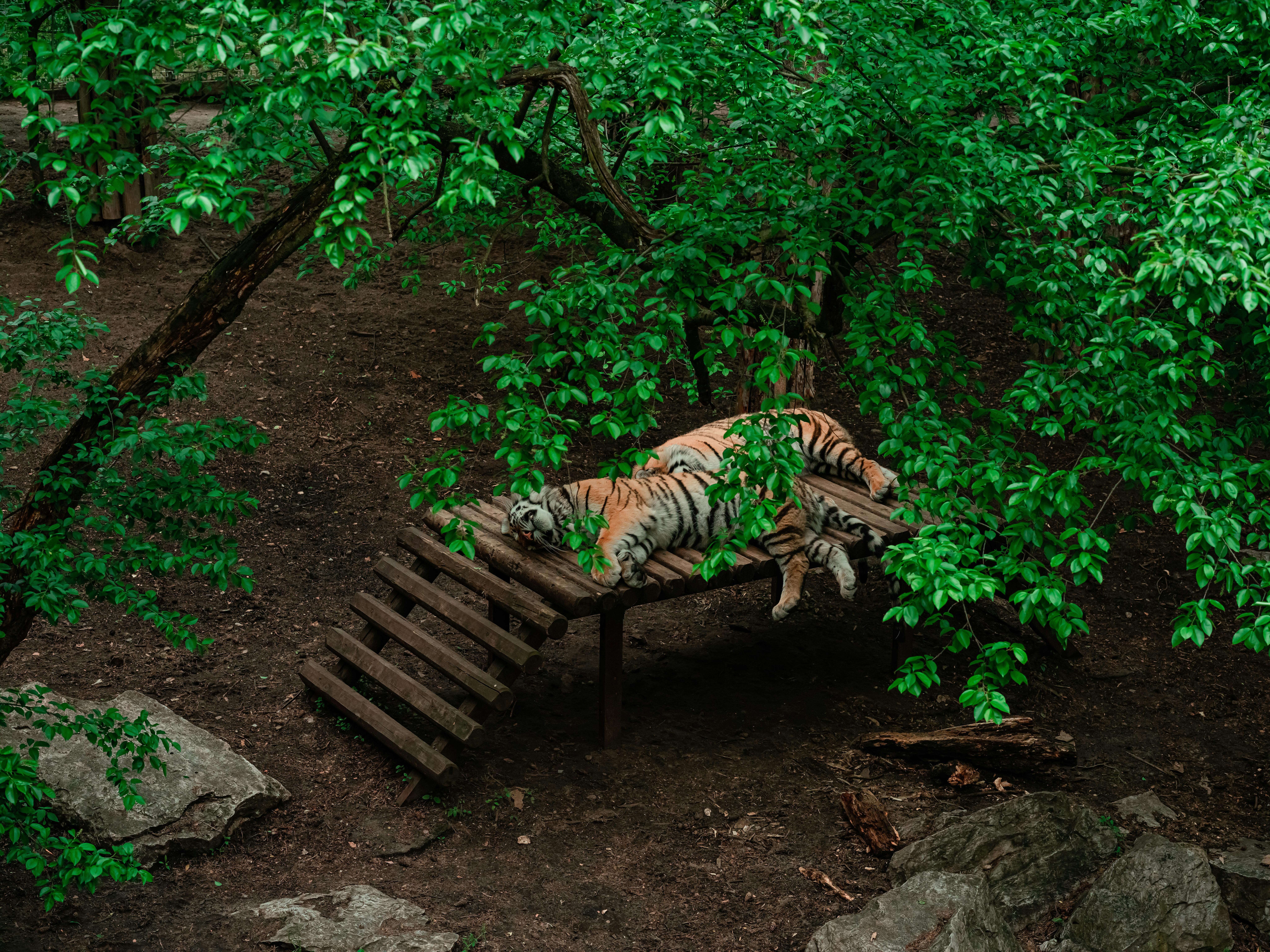 Tigers Lying in an Enclosure at the Zoo · Free Stock Photo