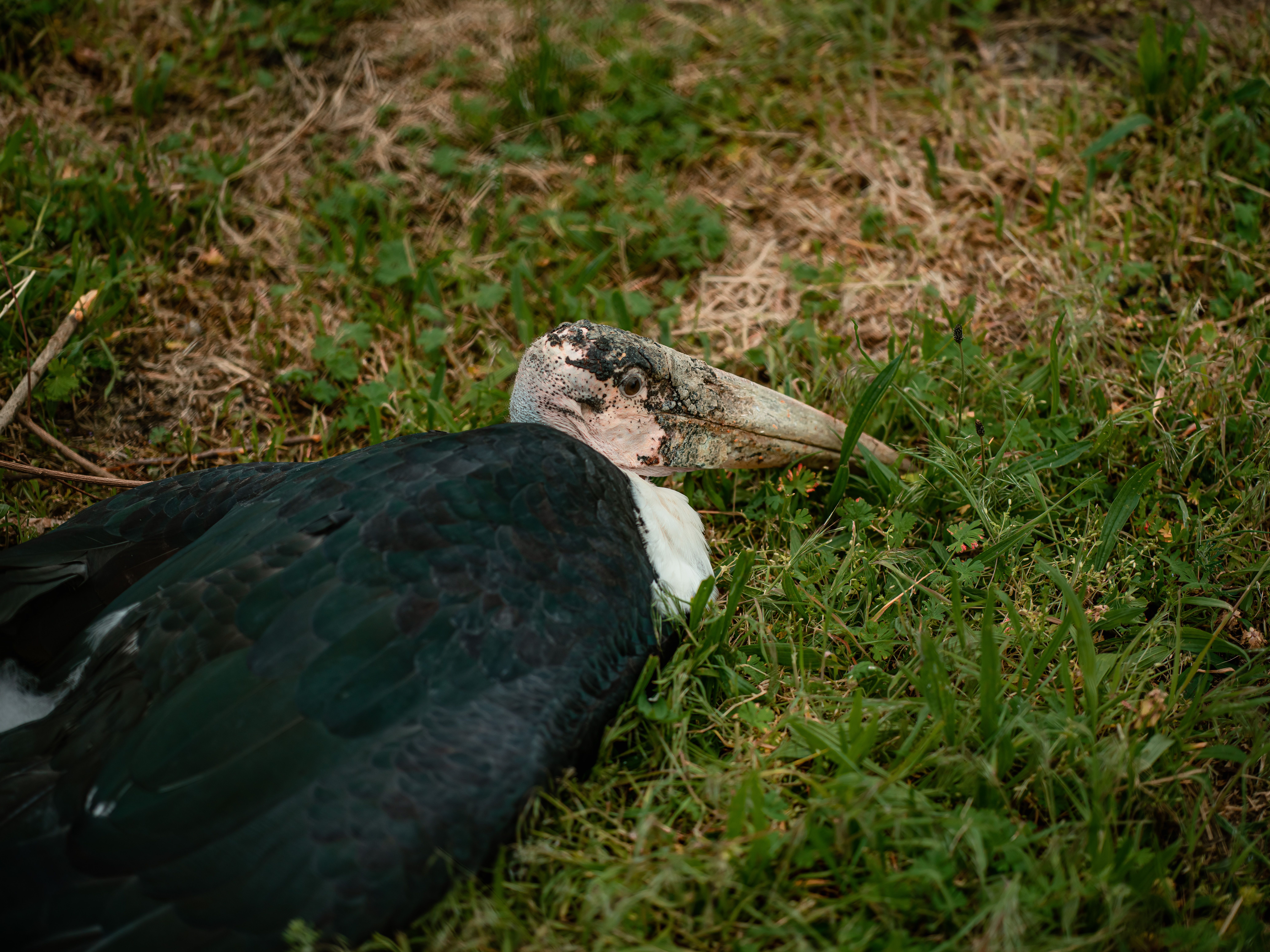 Close up of Shoebill · Free Stock Photo