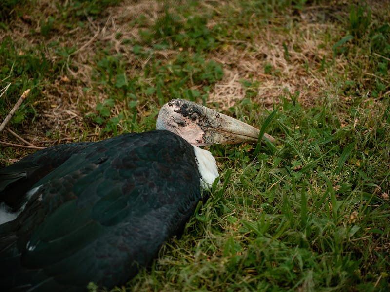 Shoebill Photos, Download The BEST Free Shoebill Stock Photos & HD Images