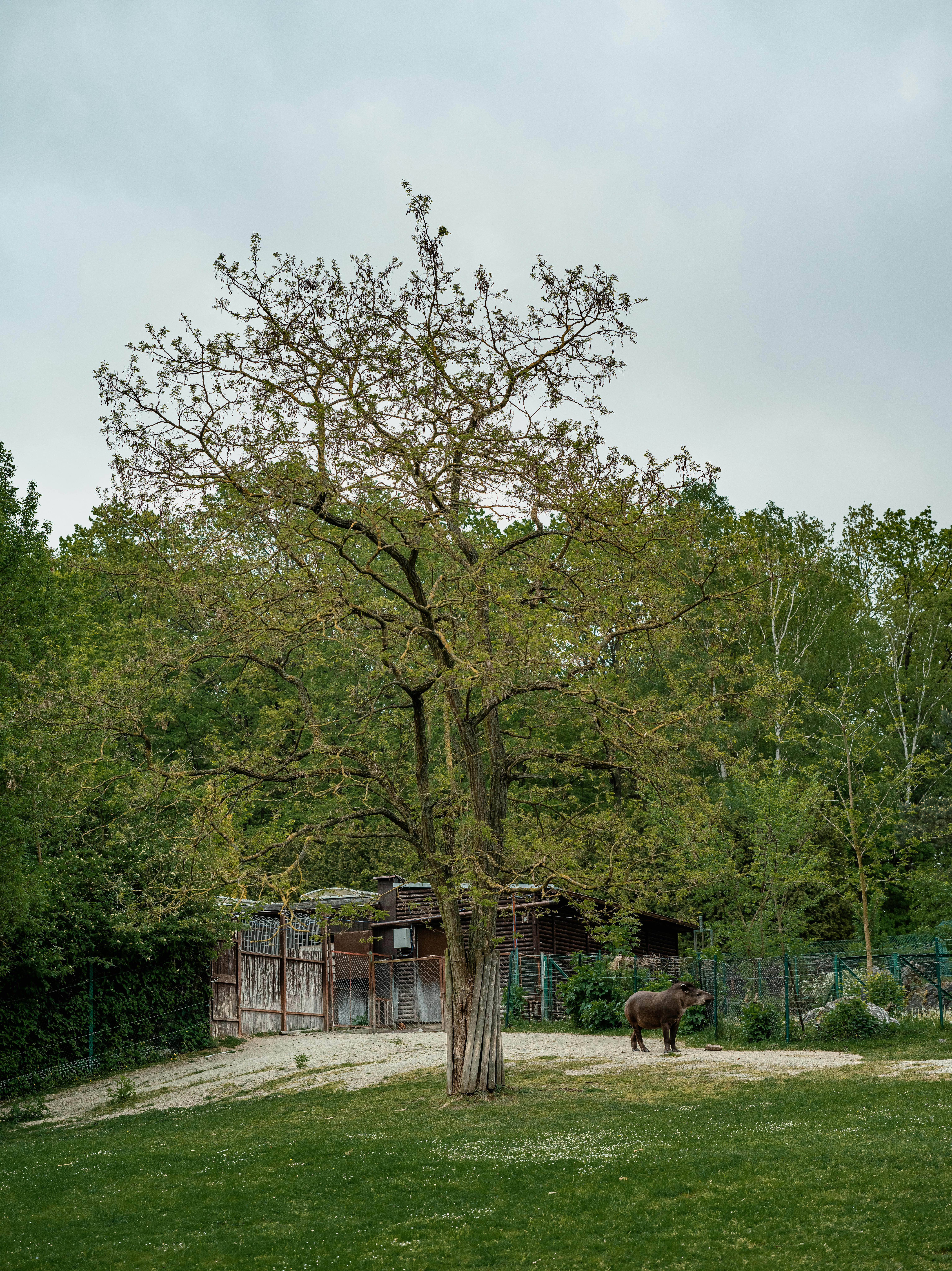 Moose Avian Photos, Download The BEST Free Moose Avian Stock Photos ...