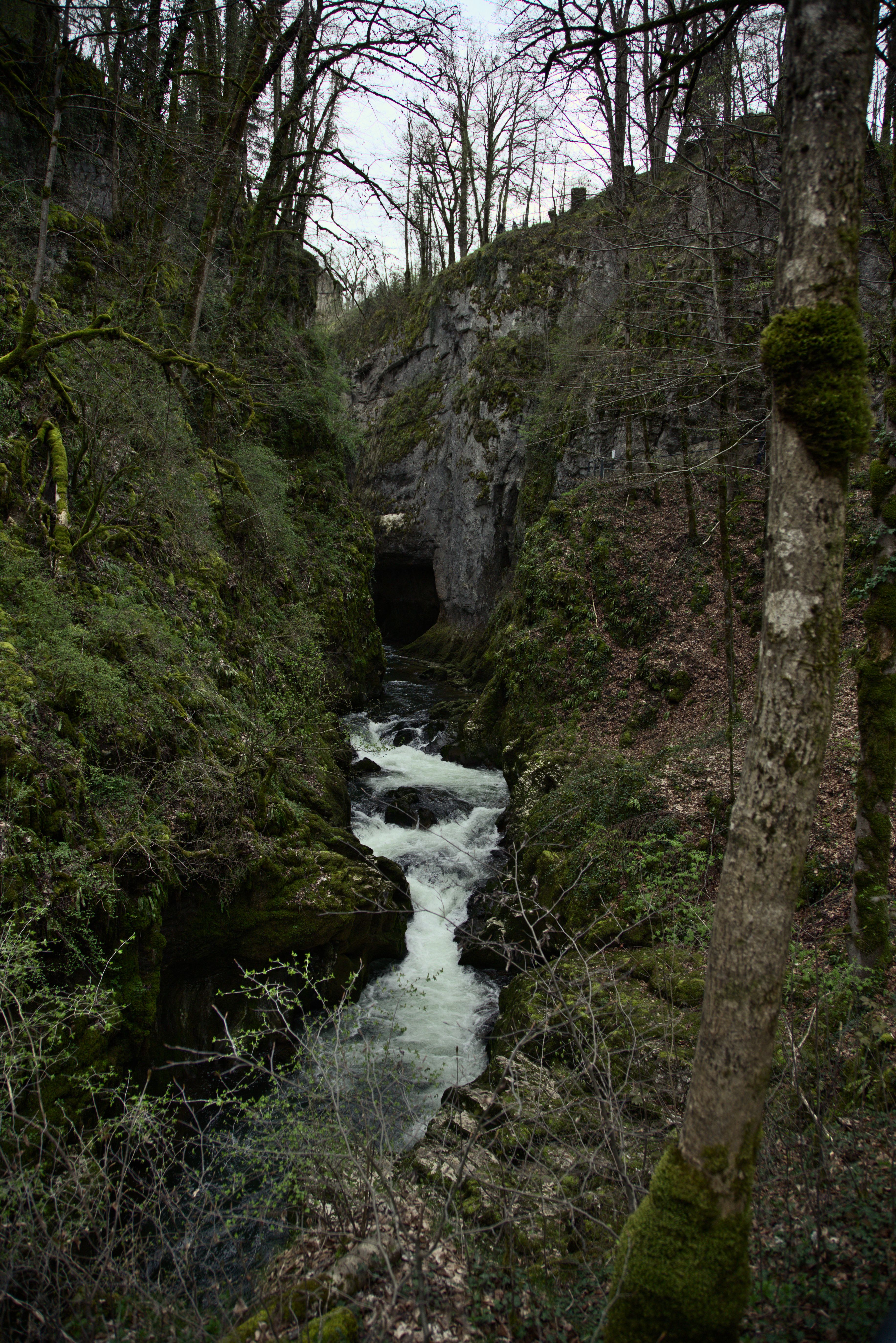 A Stream Flowing in a Gorge in the Forest · Free Stock Photo