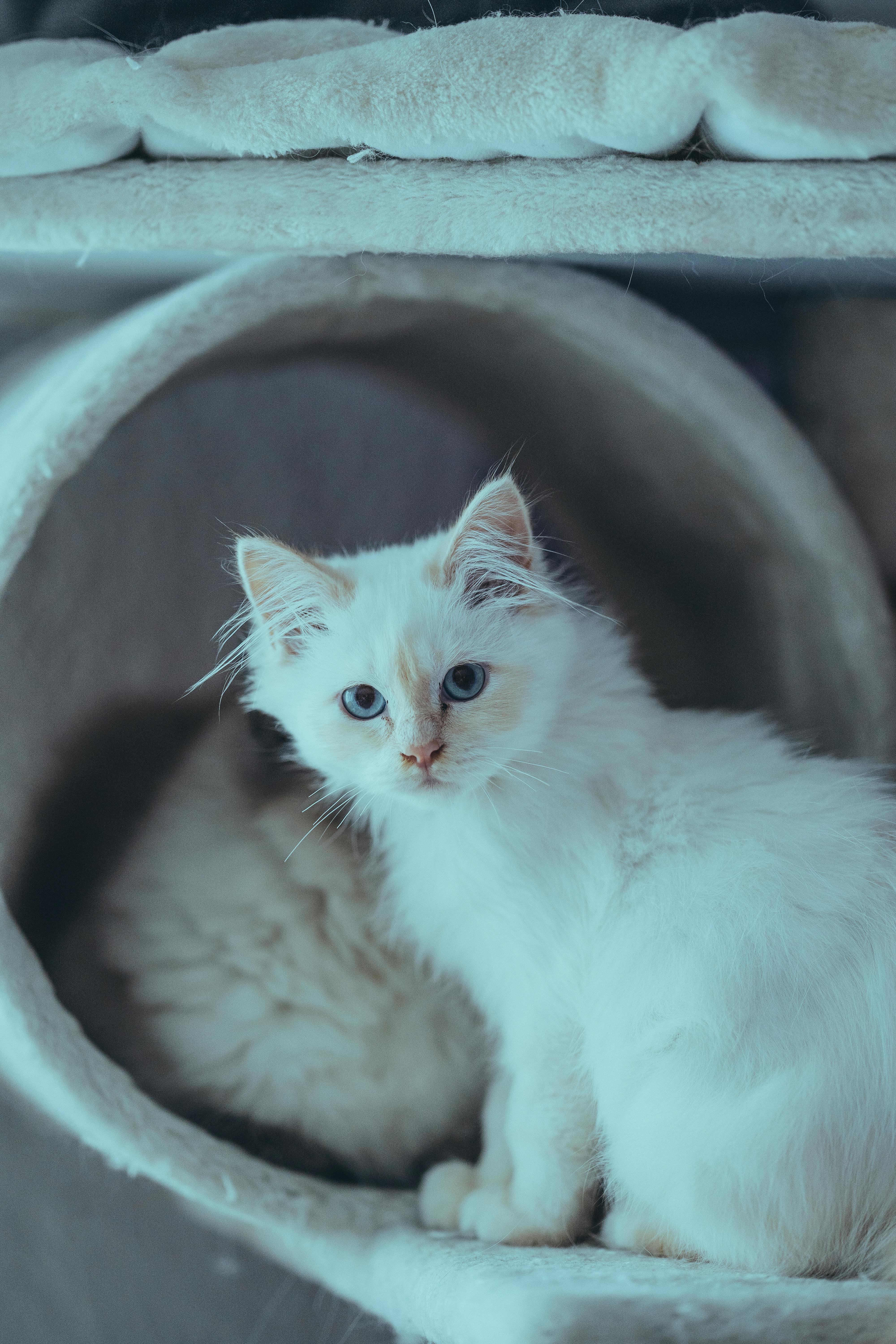 Cat Scratcher Photos, Download The BEST Free Cat Scratcher Stock Photos ...