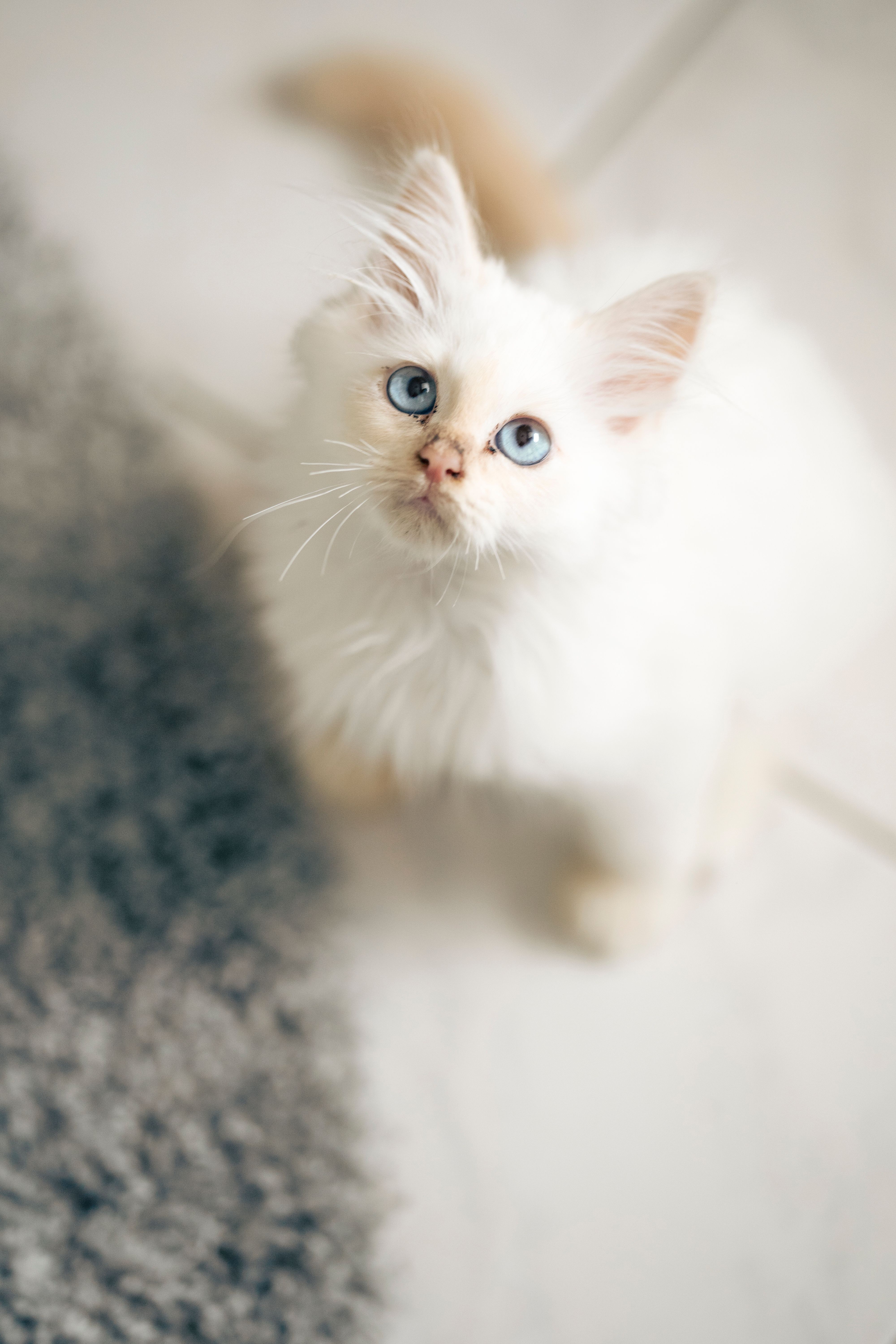 High Angle Shot of a Kitten with White Fur and Blue Eyes · Free Stock Photo