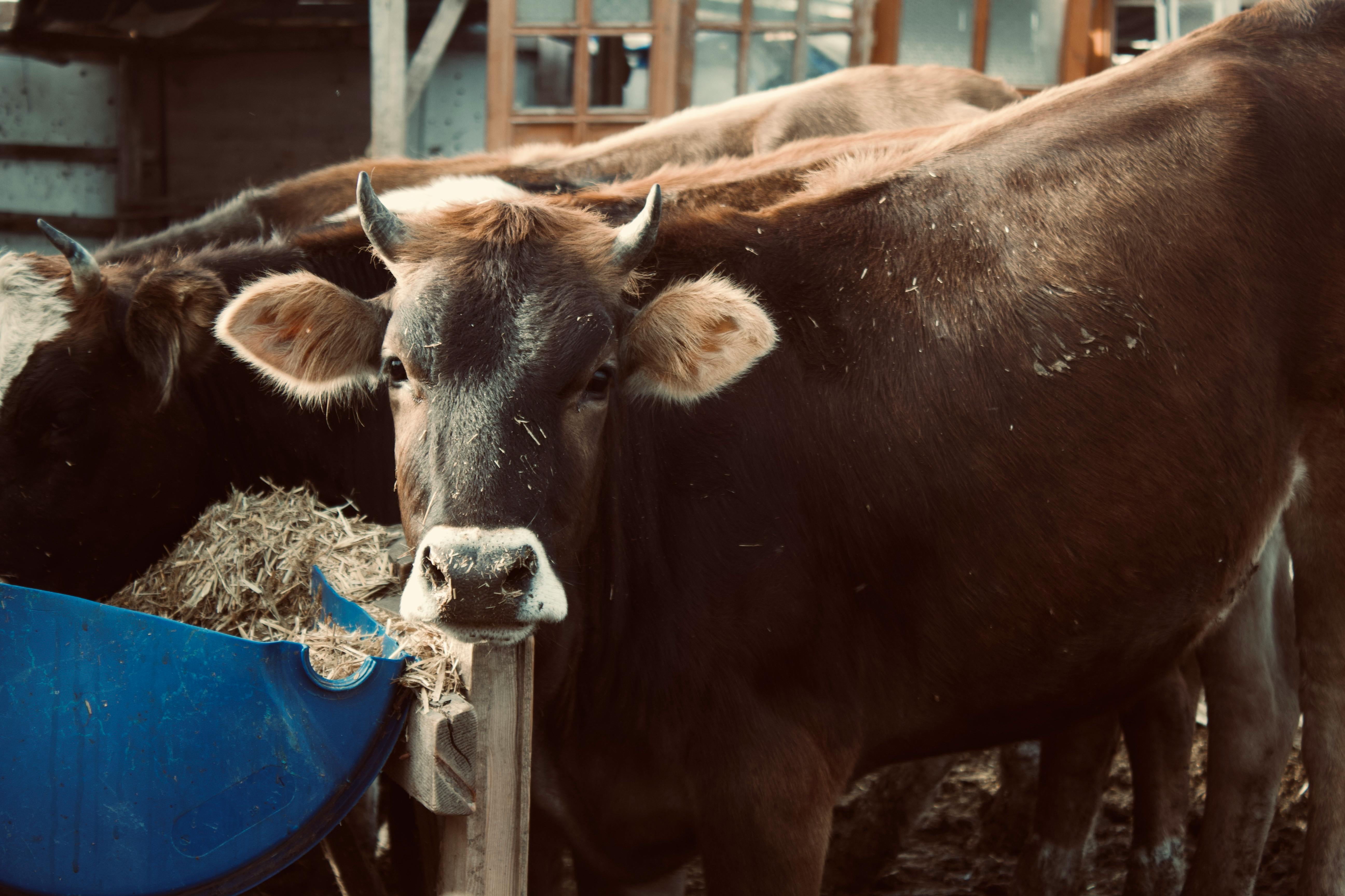 Cows in Barn · Free Stock Photo