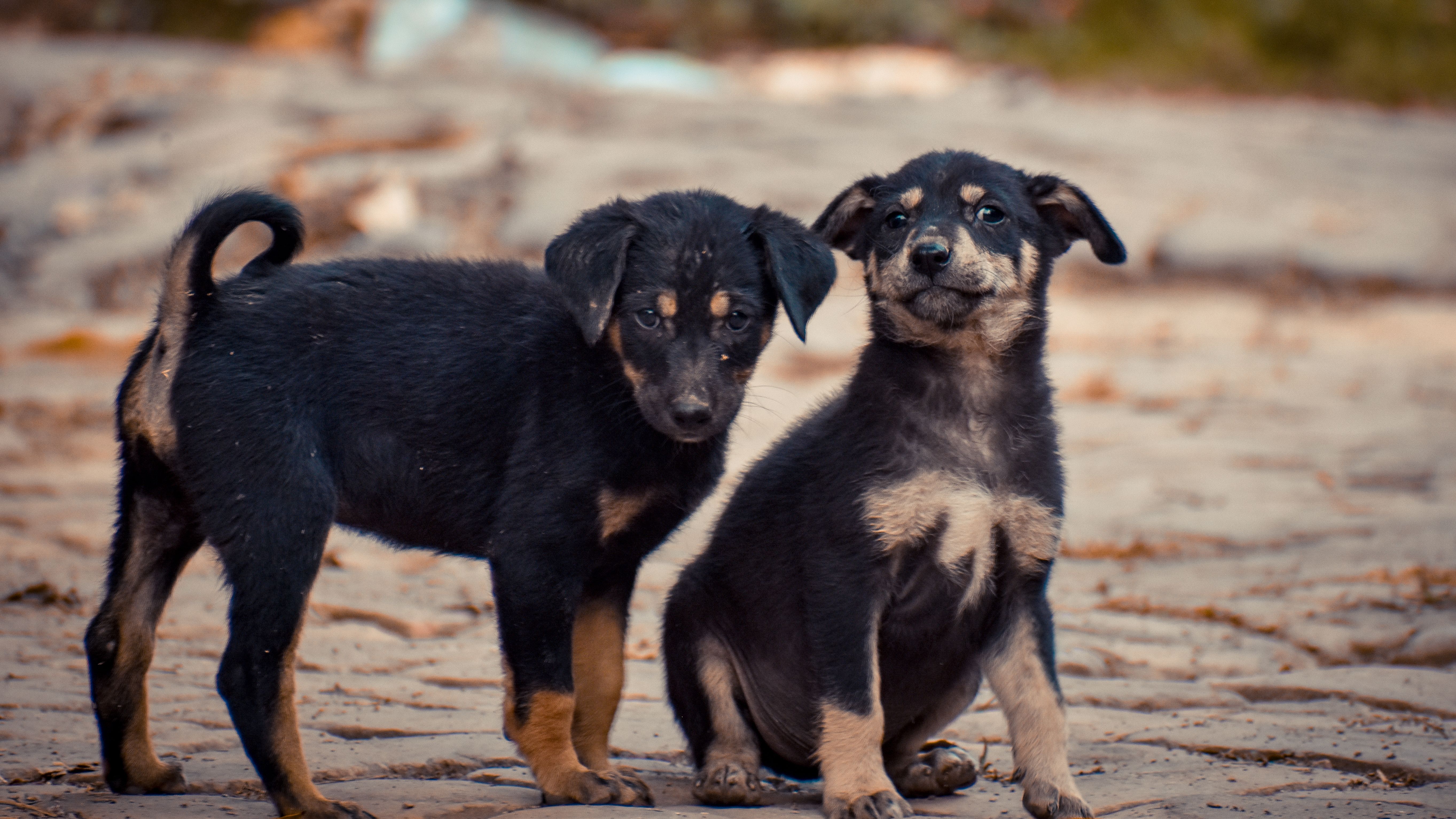 Dogs Outside Photos, Download The BEST Free Dogs Outside Stock Photos ...