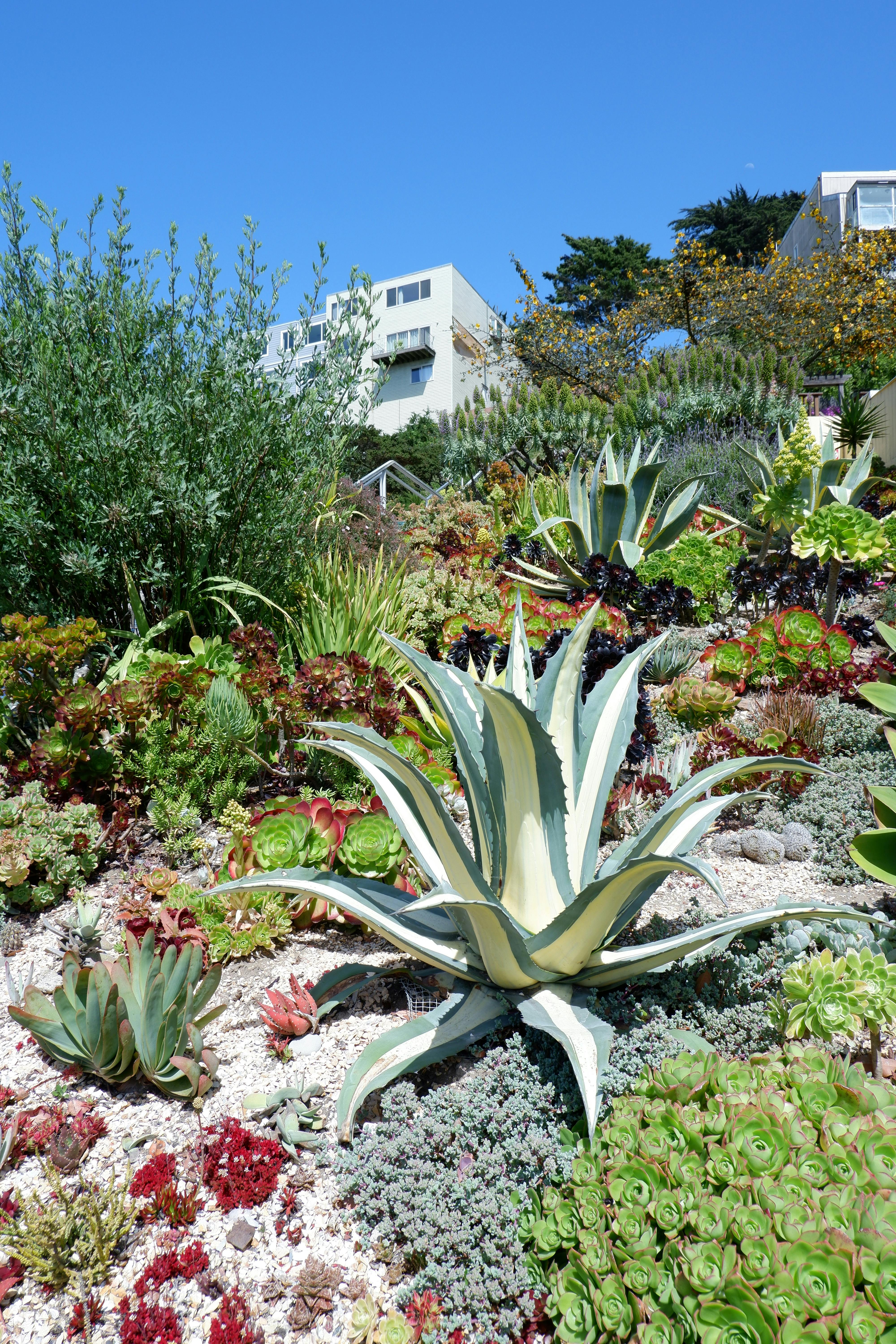 Citrus And Agave Hillside Photos, Download The BEST Free Citrus And ...