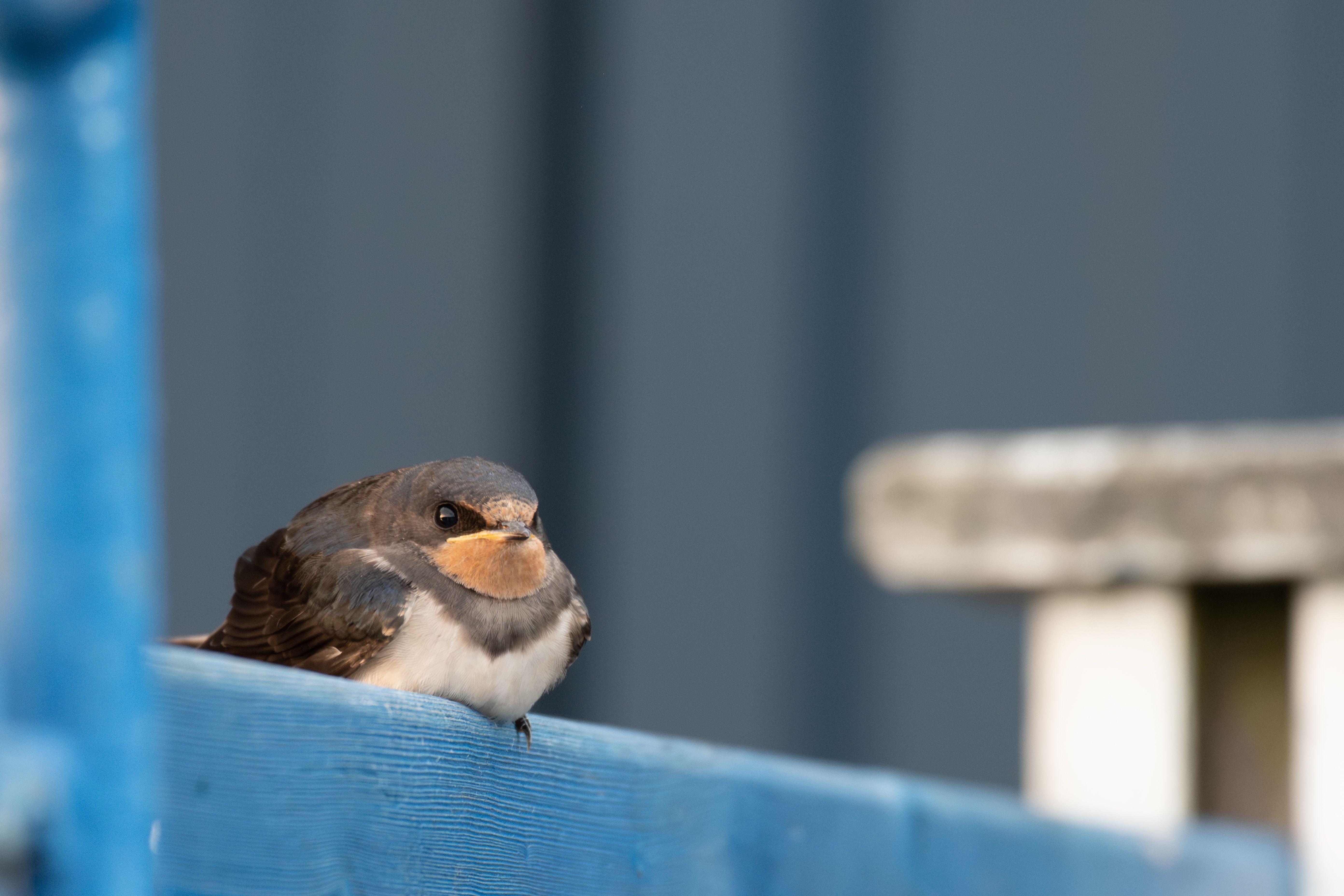 Small Bird Perching on Wooden Plank · Free Stock Photo