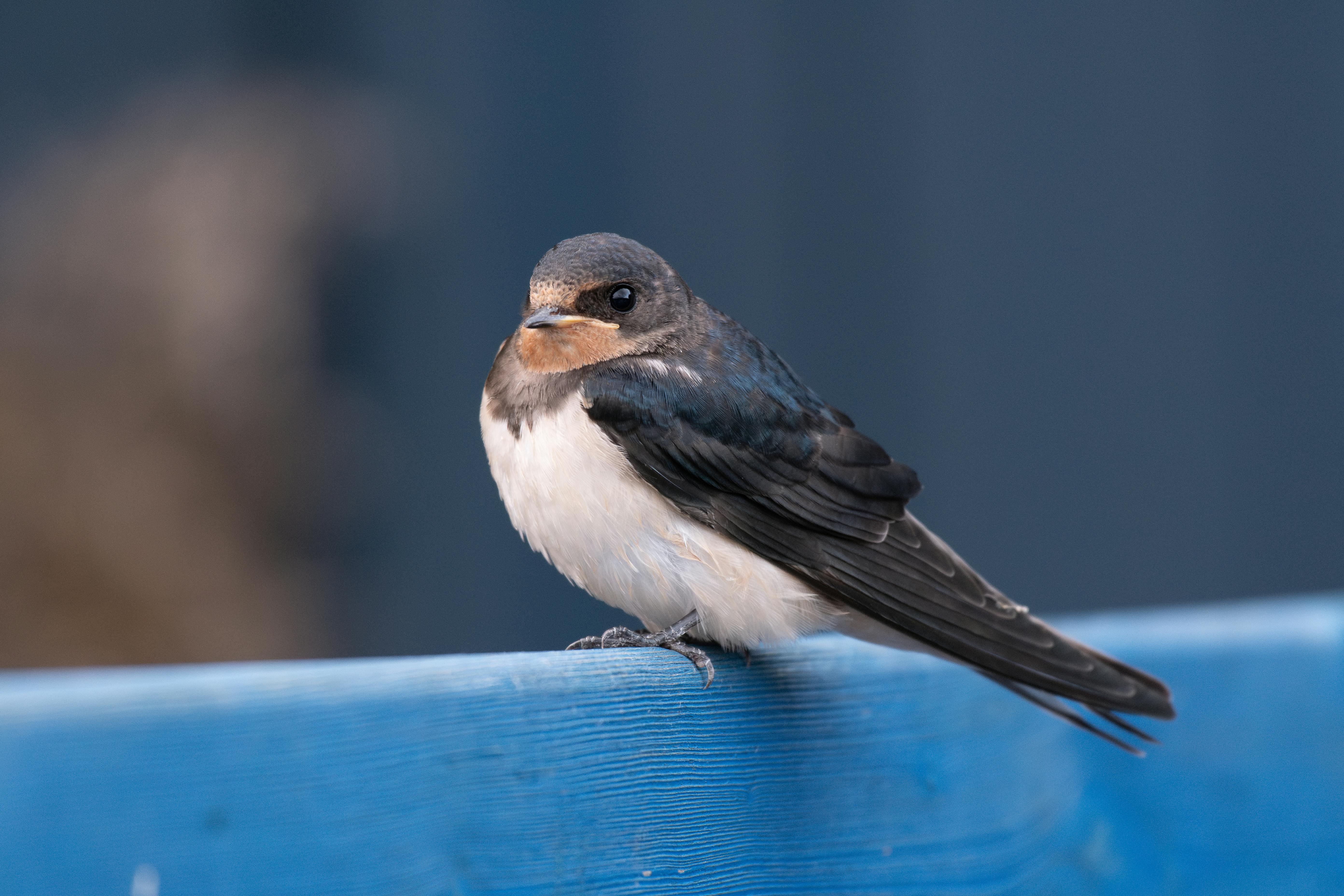 Small Bird on Wooden Plank · Free Stock Photo