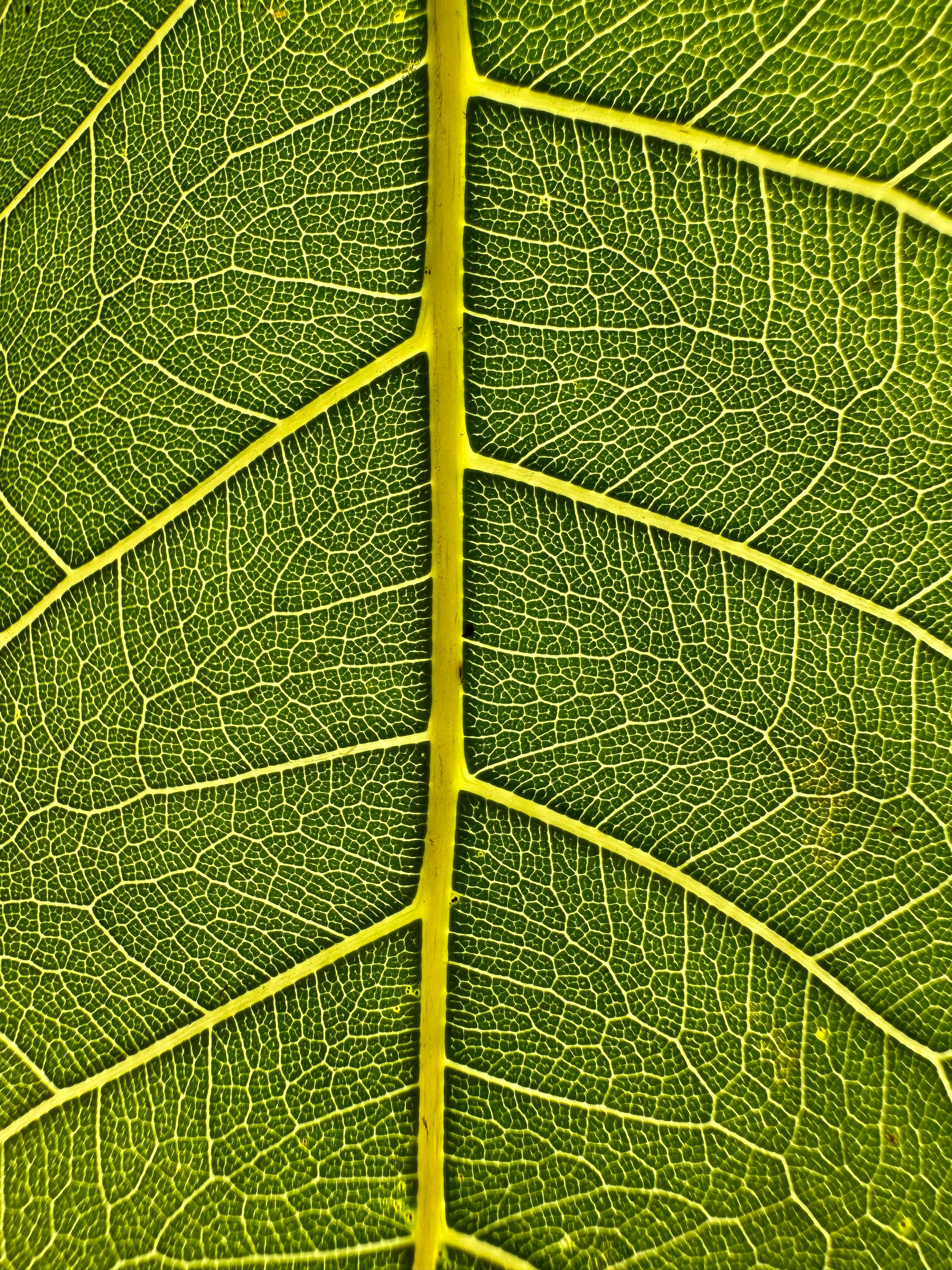 Kanishka Misra - Photography