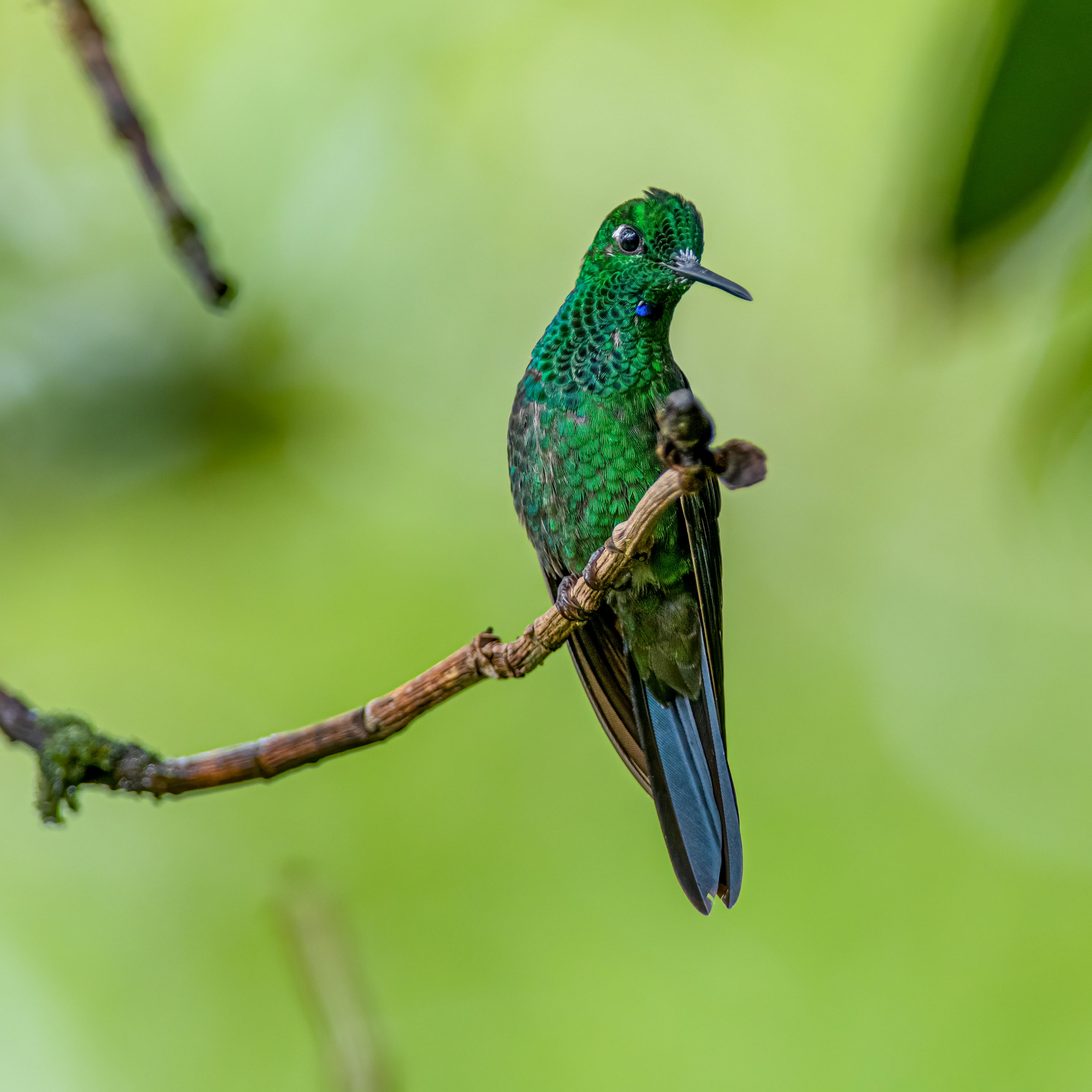 Indian Hummingbird Photos, Download The BEST Free Indian Hummingbird ...