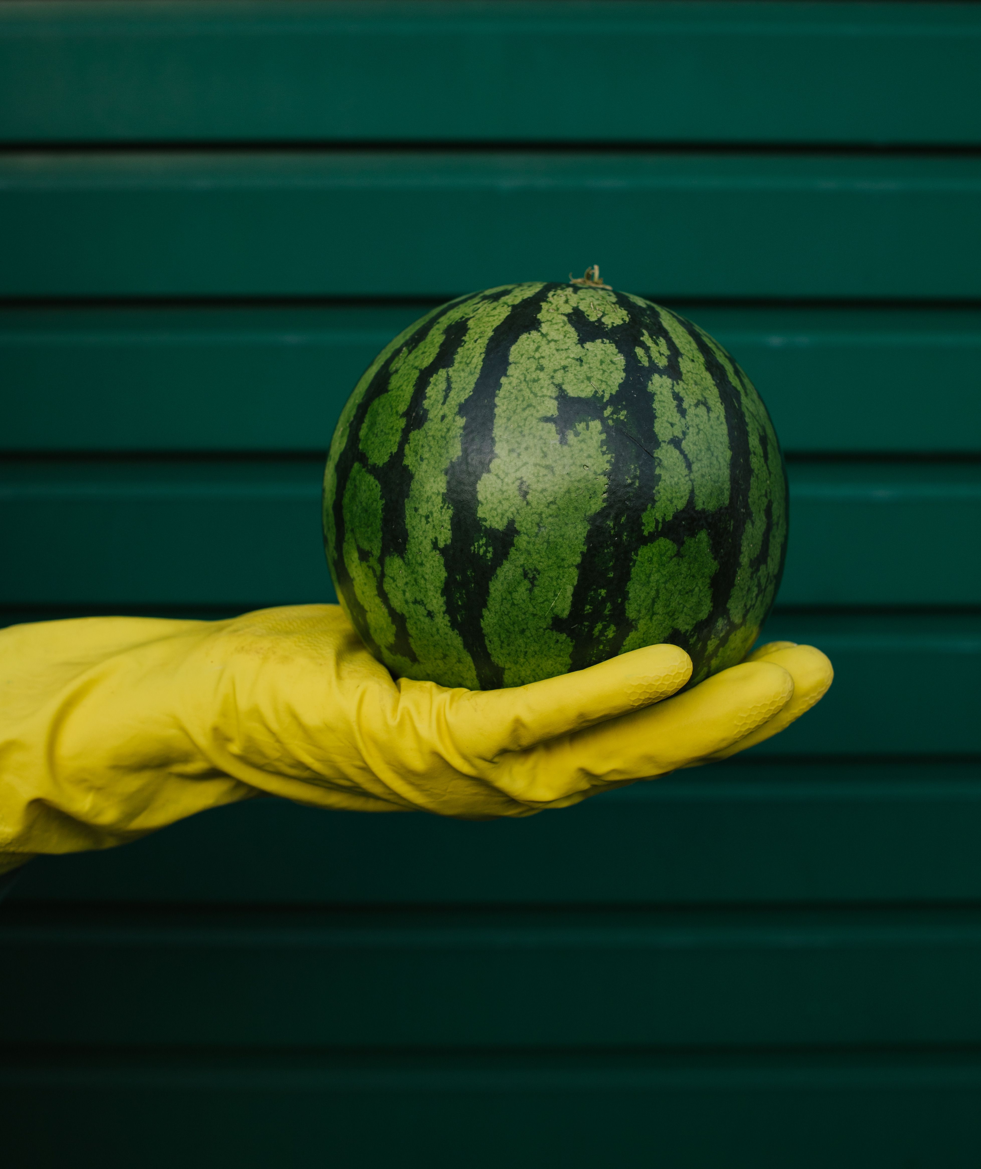 Woman Hands Holding Watermelon · Free Stock Photo
