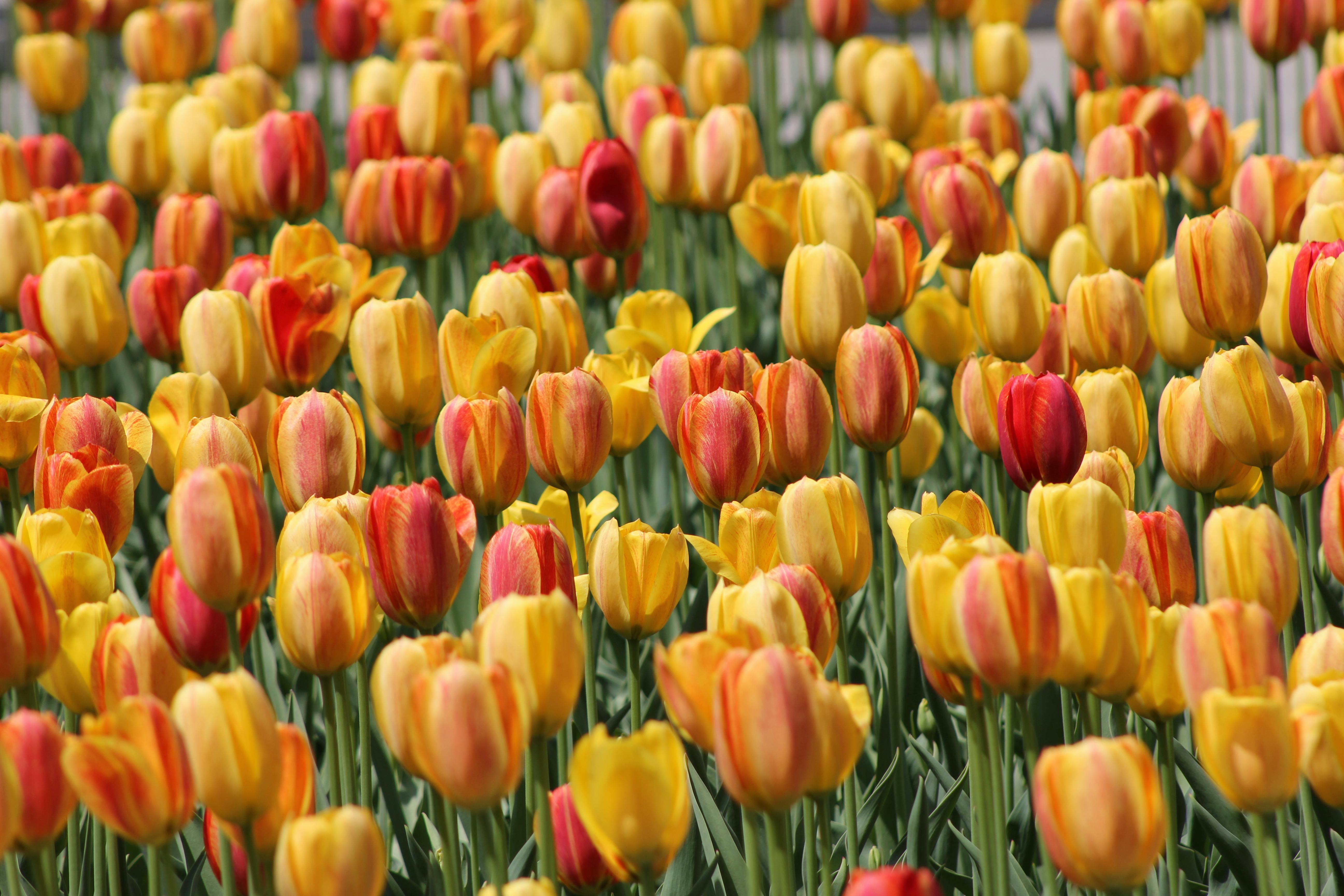 Flowers Blossoming Photos, Download The BEST Free Flowers Blossoming ...