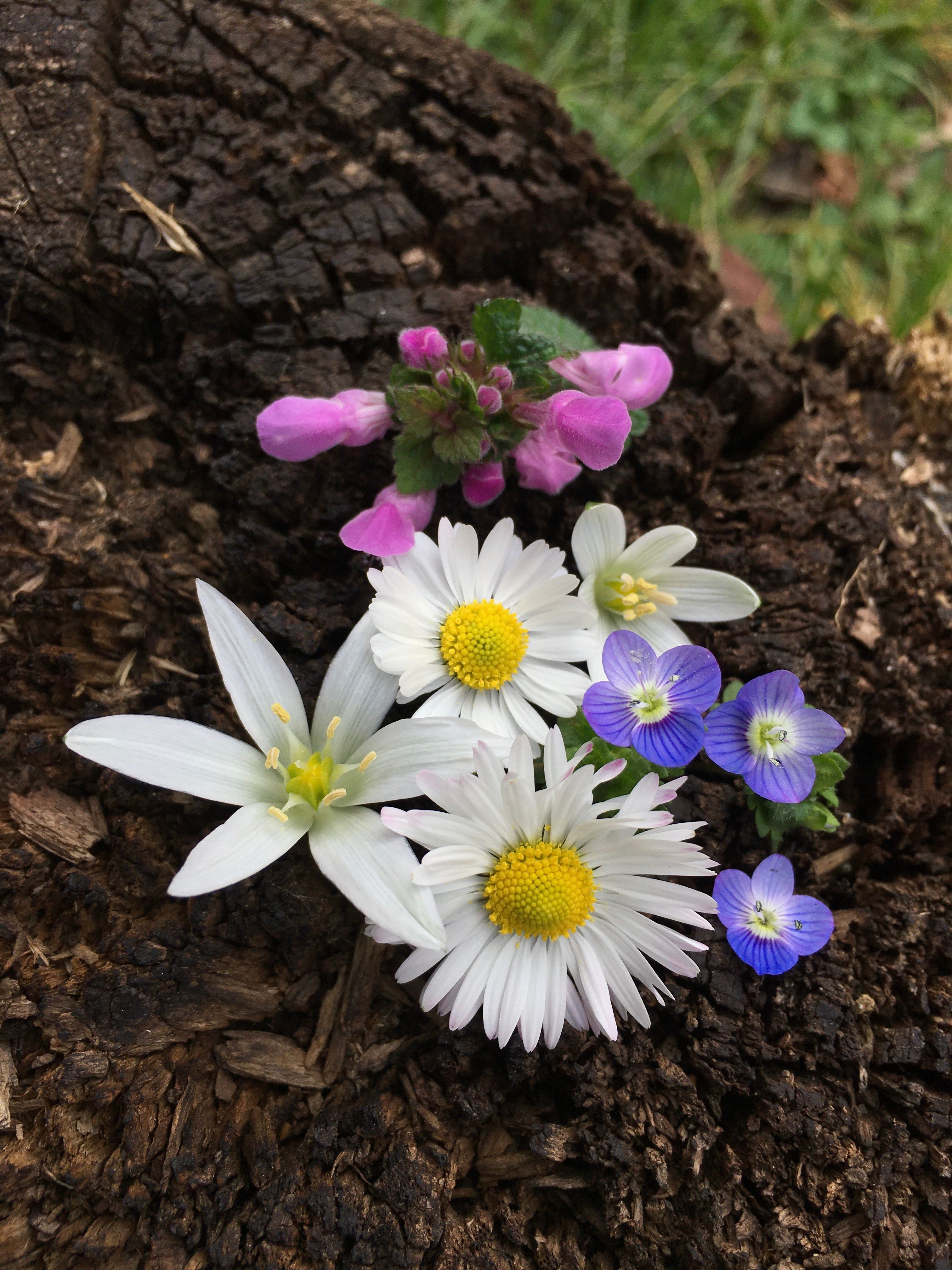 Decorative Blooming Flowers · Free Stock Photo
