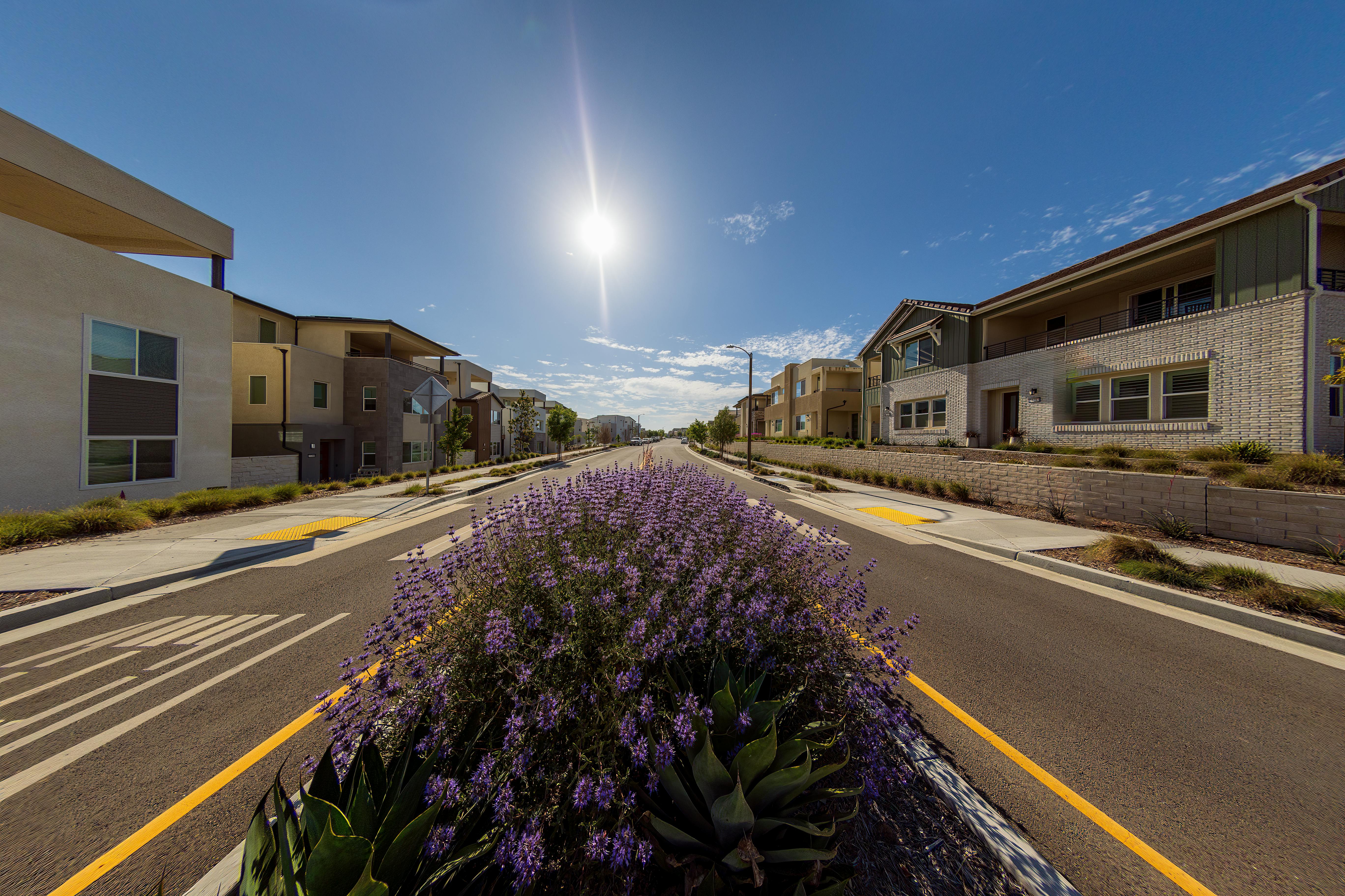 Lavender Growing between Streets · Free Stock Photo