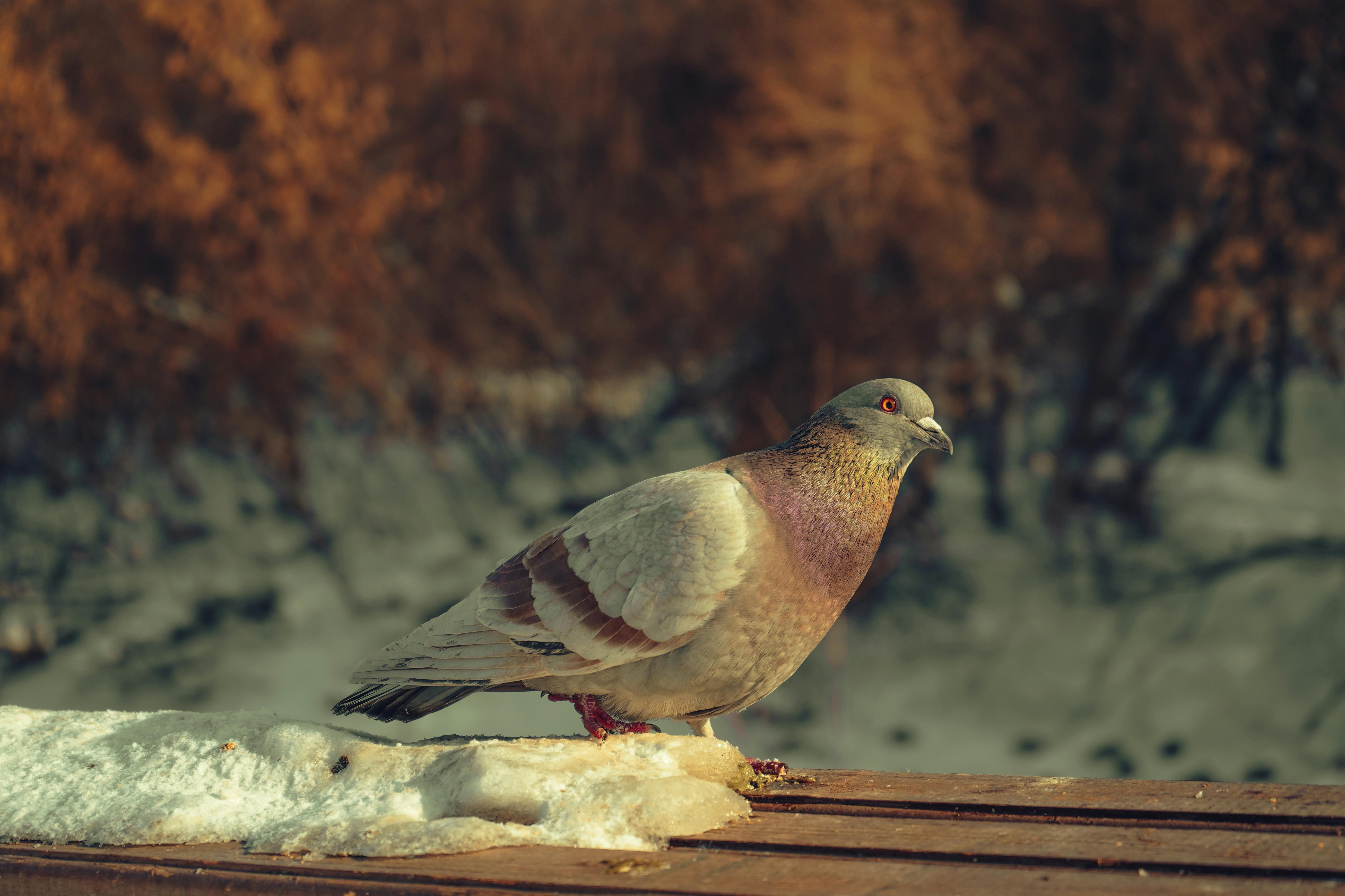 Pigeon Wallpaper Photos, Download The BEST Free Pigeon Wallpaper Stock ...