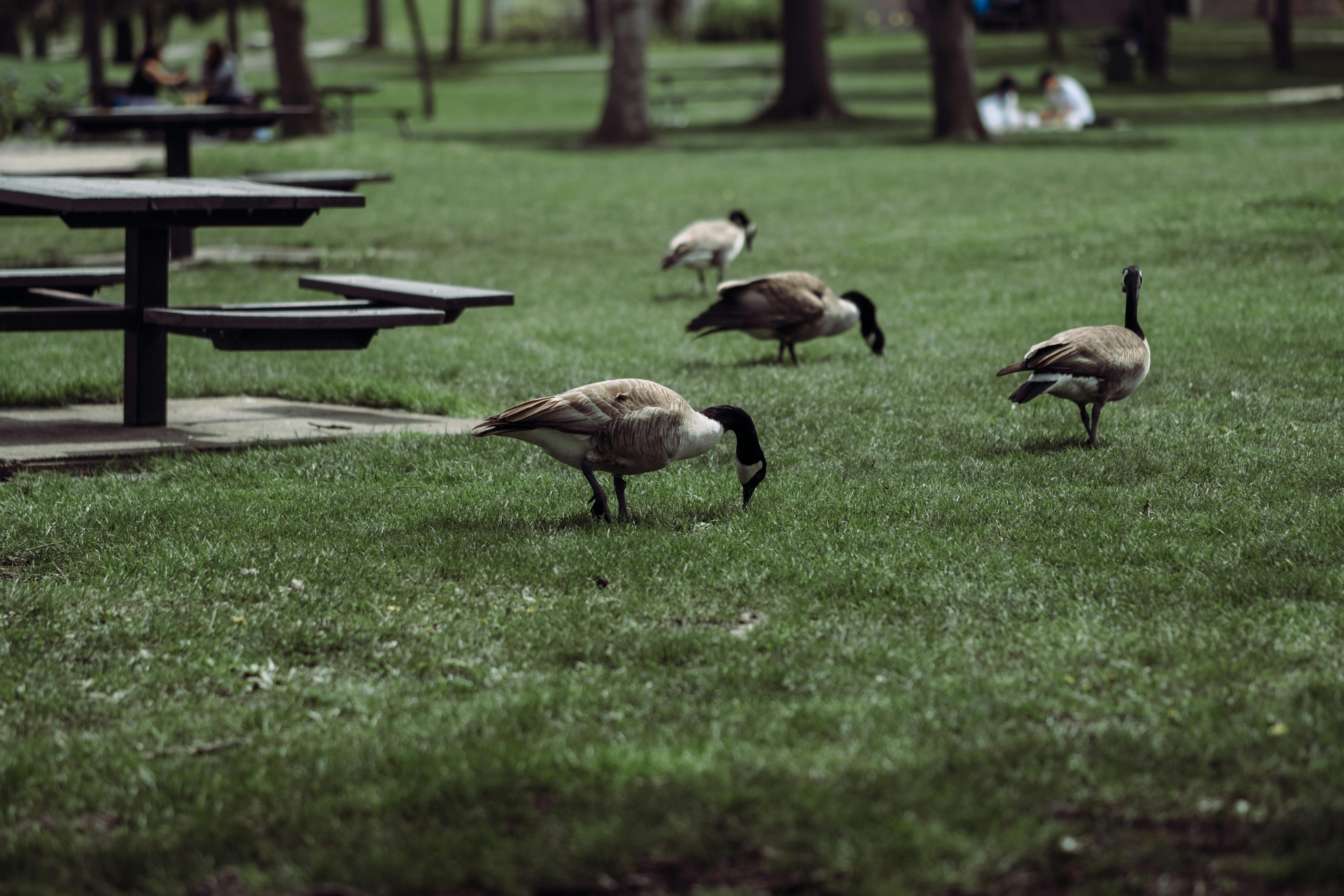 White Goose Standing Beside Concrete Bench Lot · Free Stock Photo