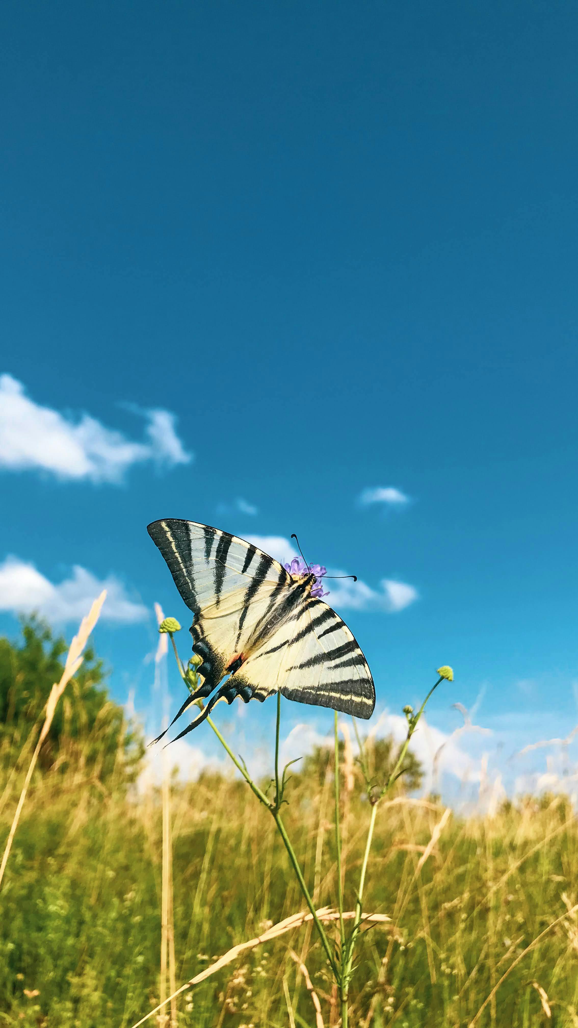 Butterfly in Meadow · Free Stock Photo