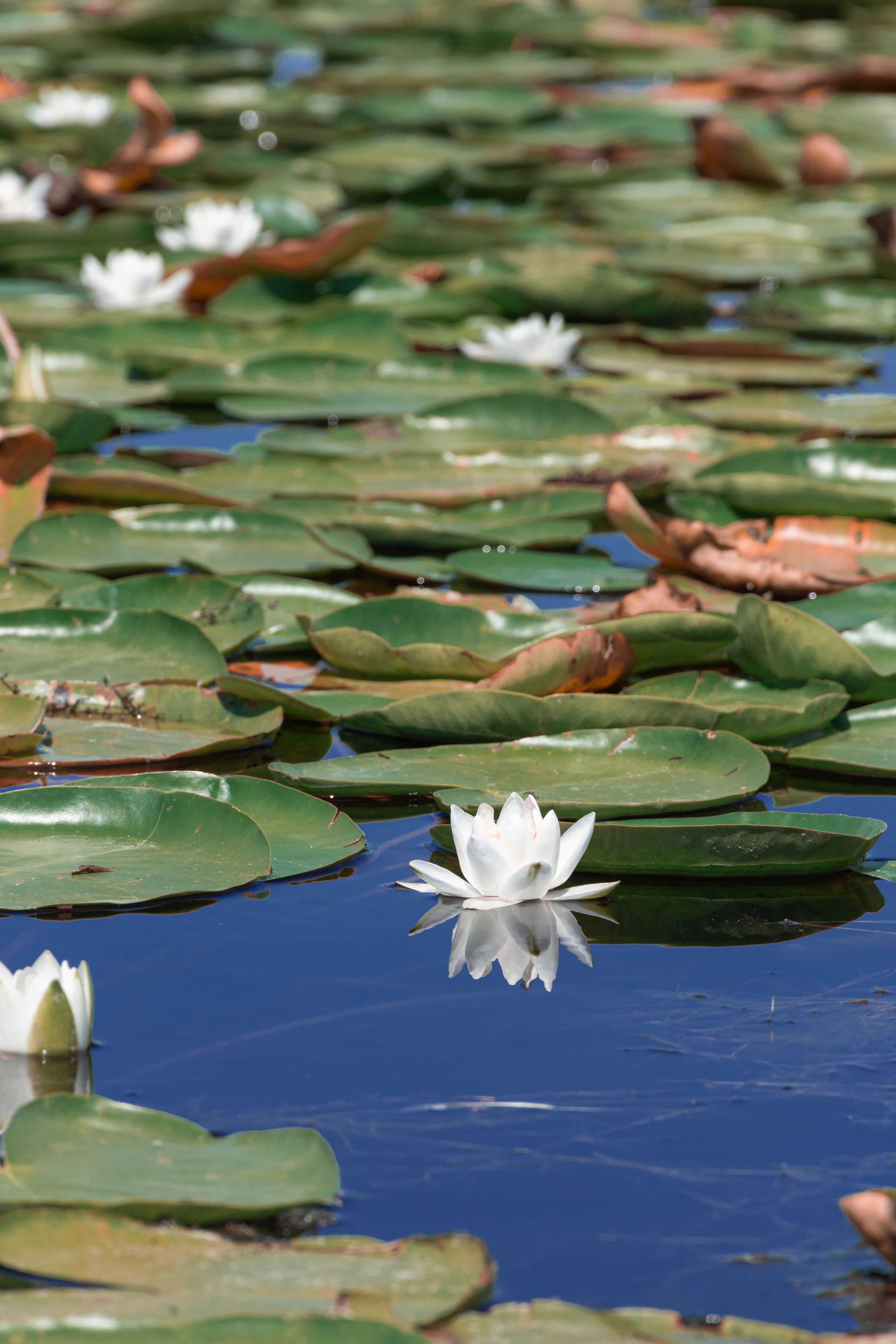 White Water Lilies on the Water Surface · Free Stock Photo