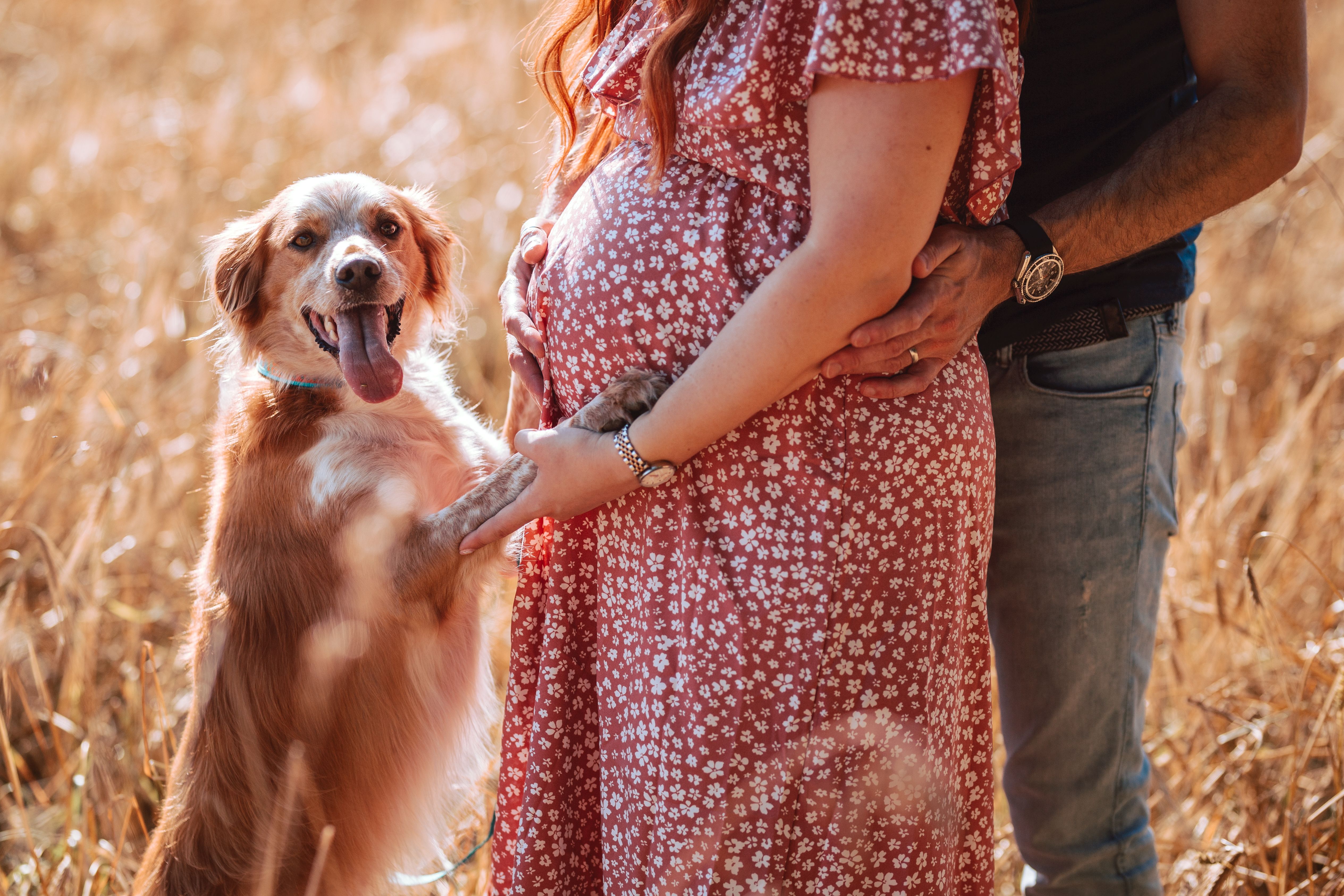 Dash Dog Photos, Download The BEST Free Dash Dog Stock Photos & HD Images