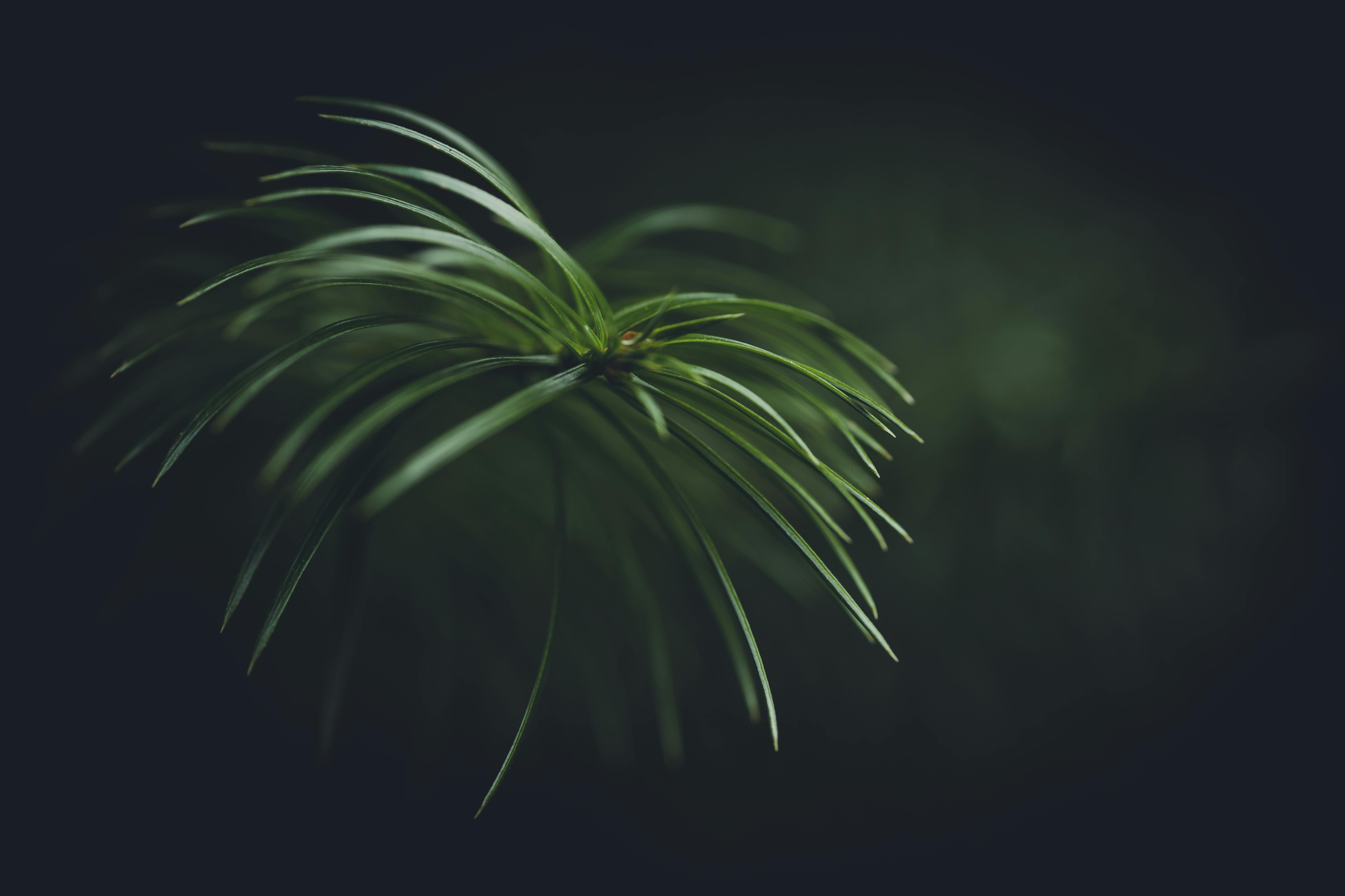 Close up of Needles of Evergreen Tree · Free Stock Photo