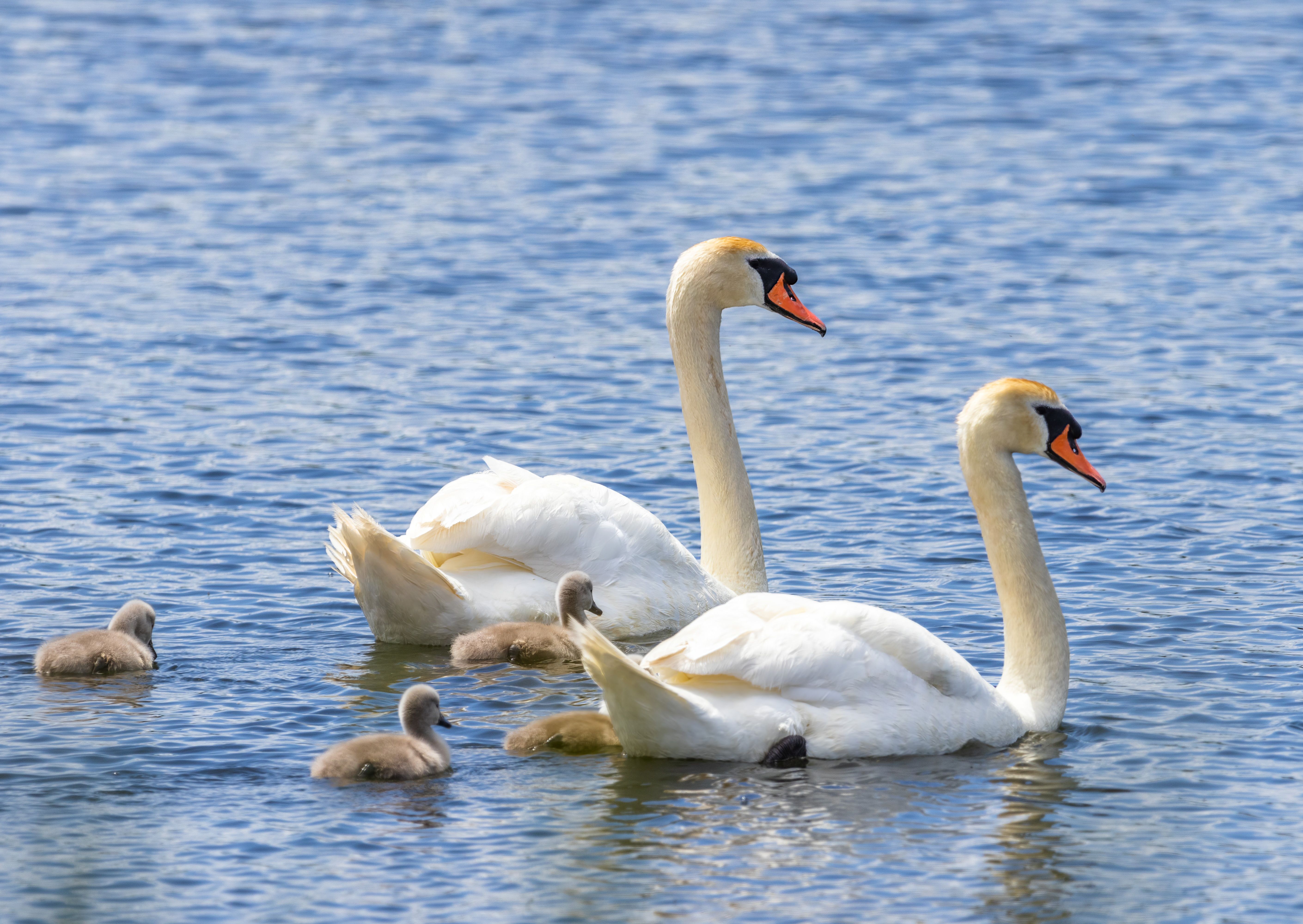 4k Wallpaper Animals In Water Photos, Download The BEST Free 4k ...