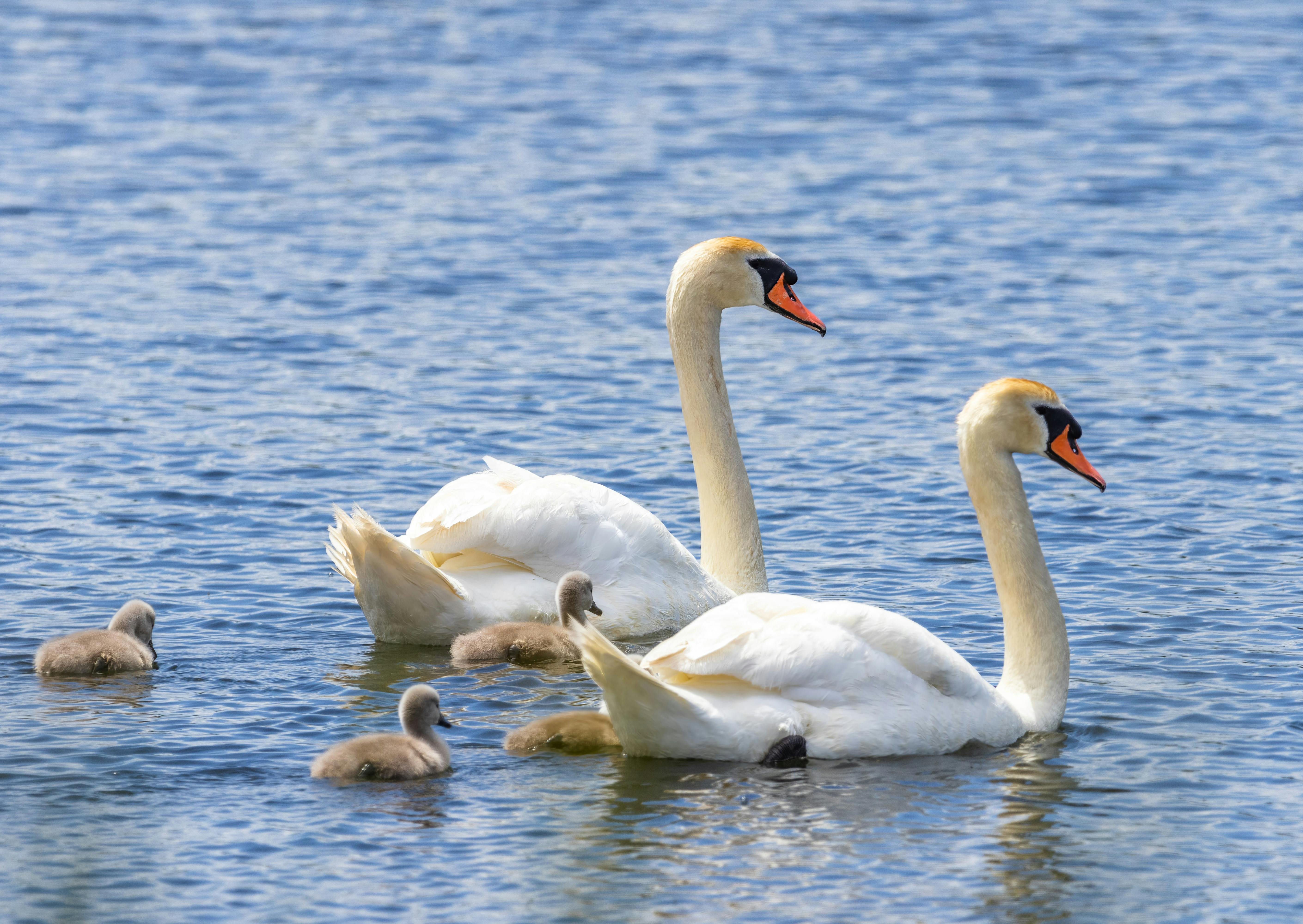 Swans and Cygnets · Free Stock Photo