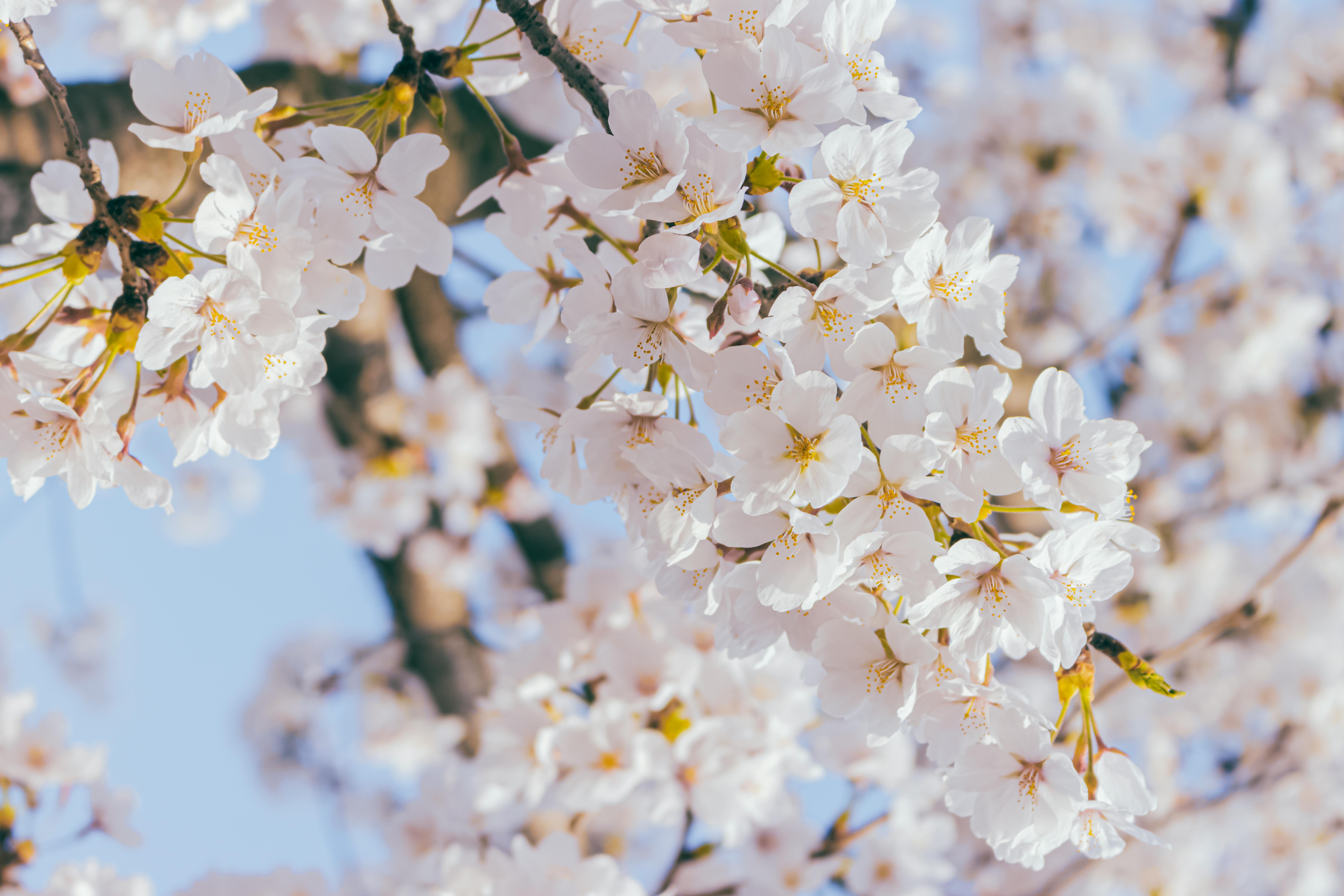 Abundance of Cherry Blossoms in Spring · Free Stock Photo