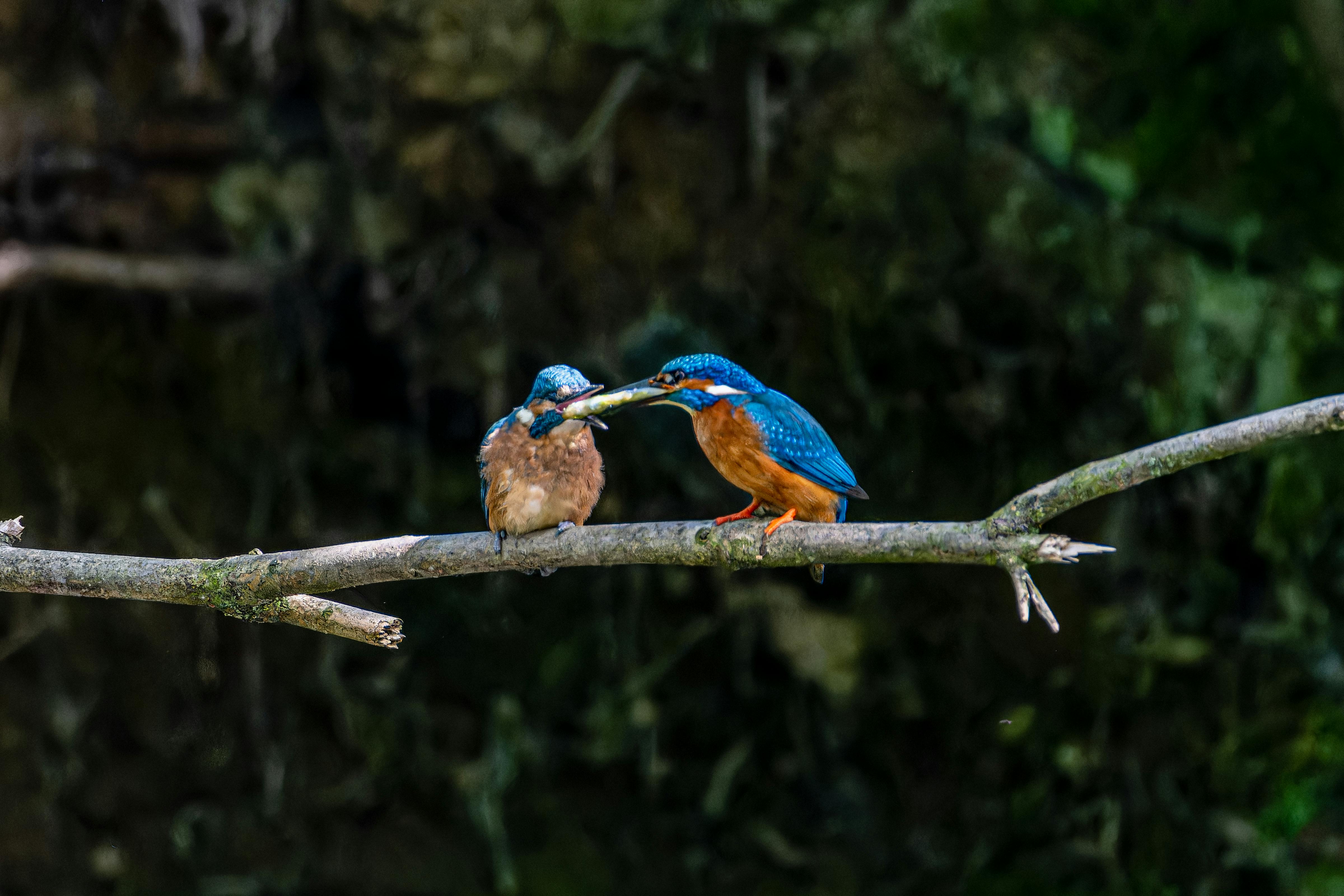 Kingfisher Interaction Photos, Download The BEST Free Kingfisher ...