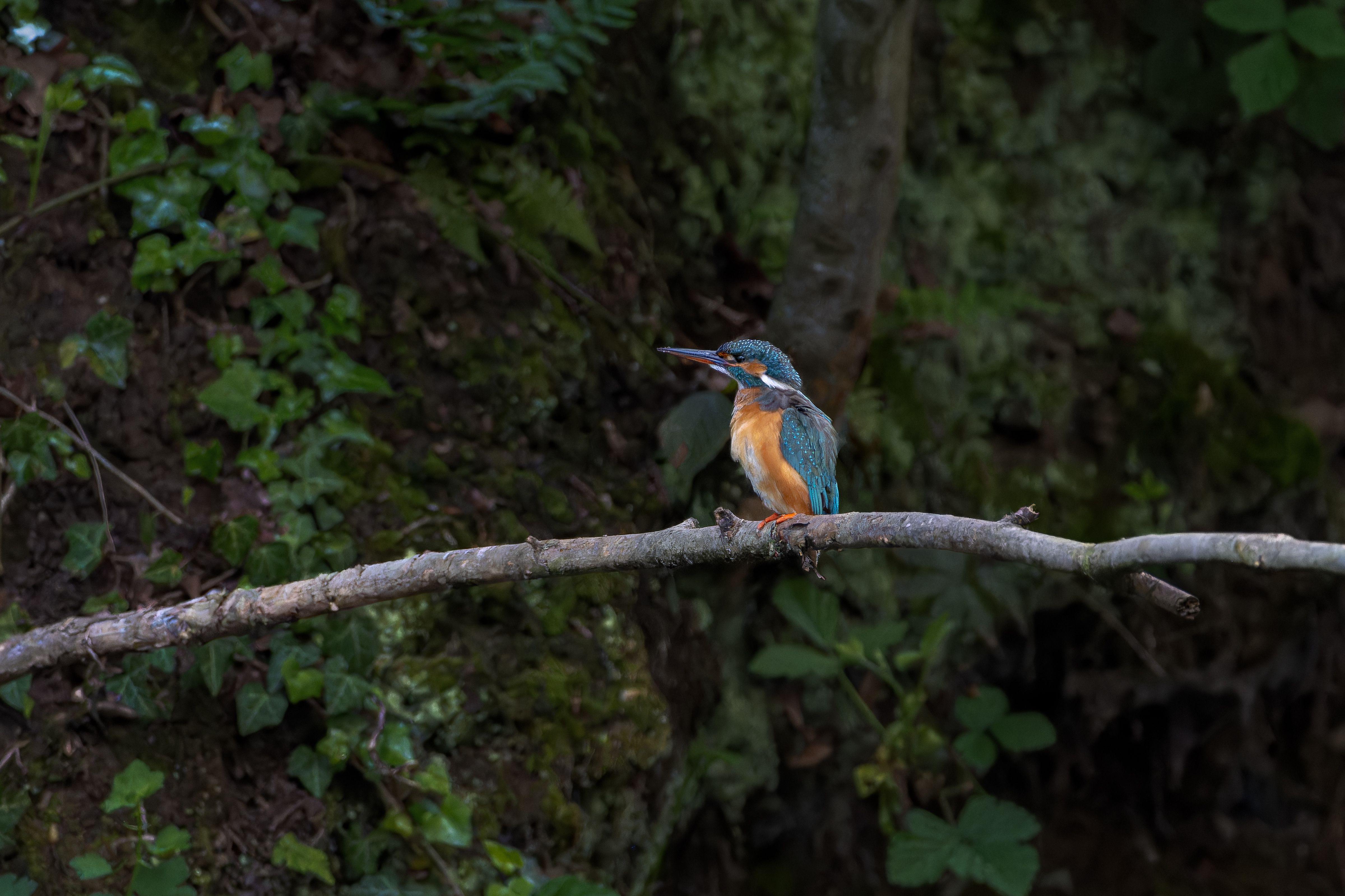 Close-up of Bird Perching on Branch · Free Stock Photo