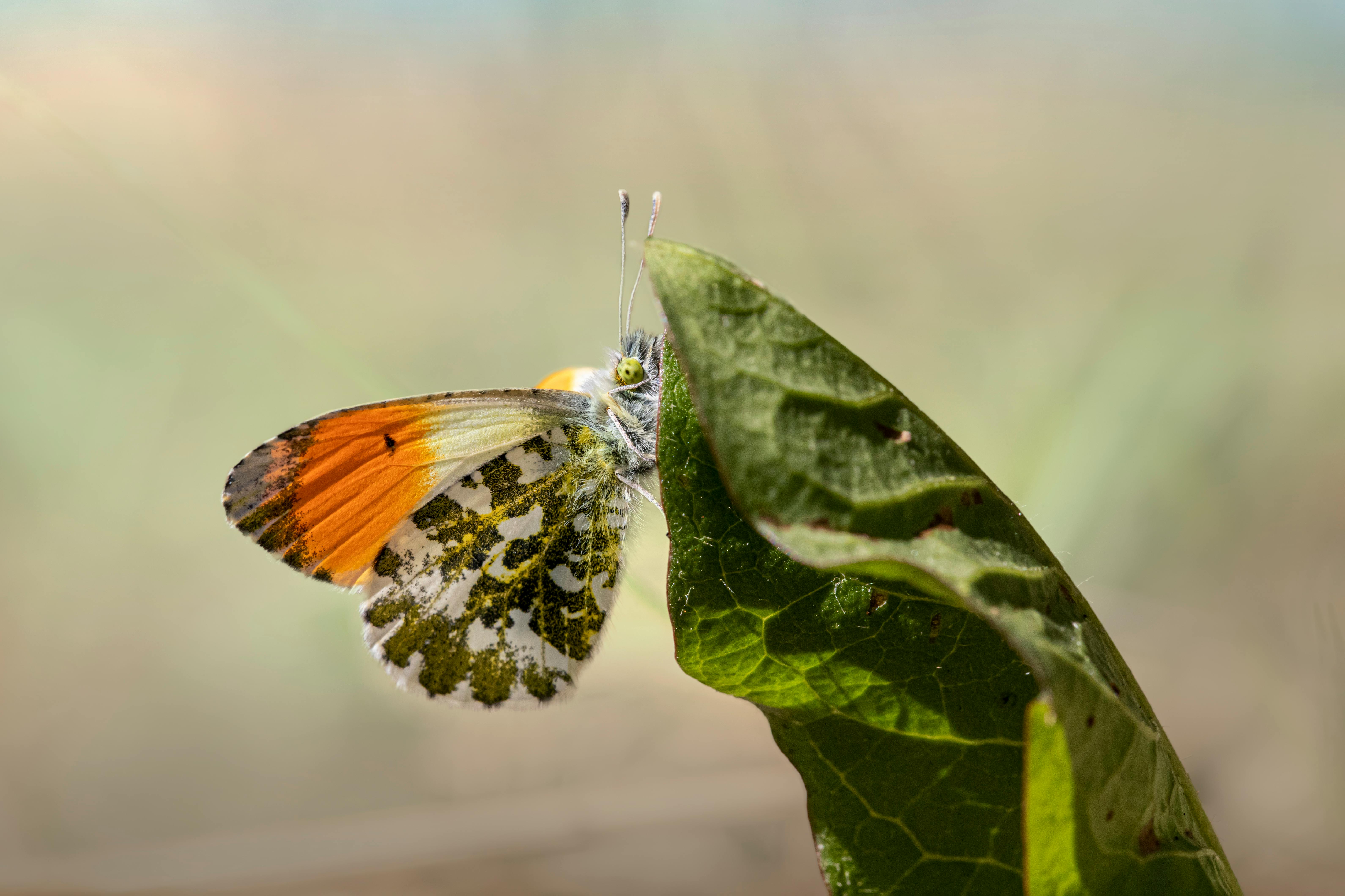 Insectes Insolites Photos, Download The BEST Free Insectes Insolites ...