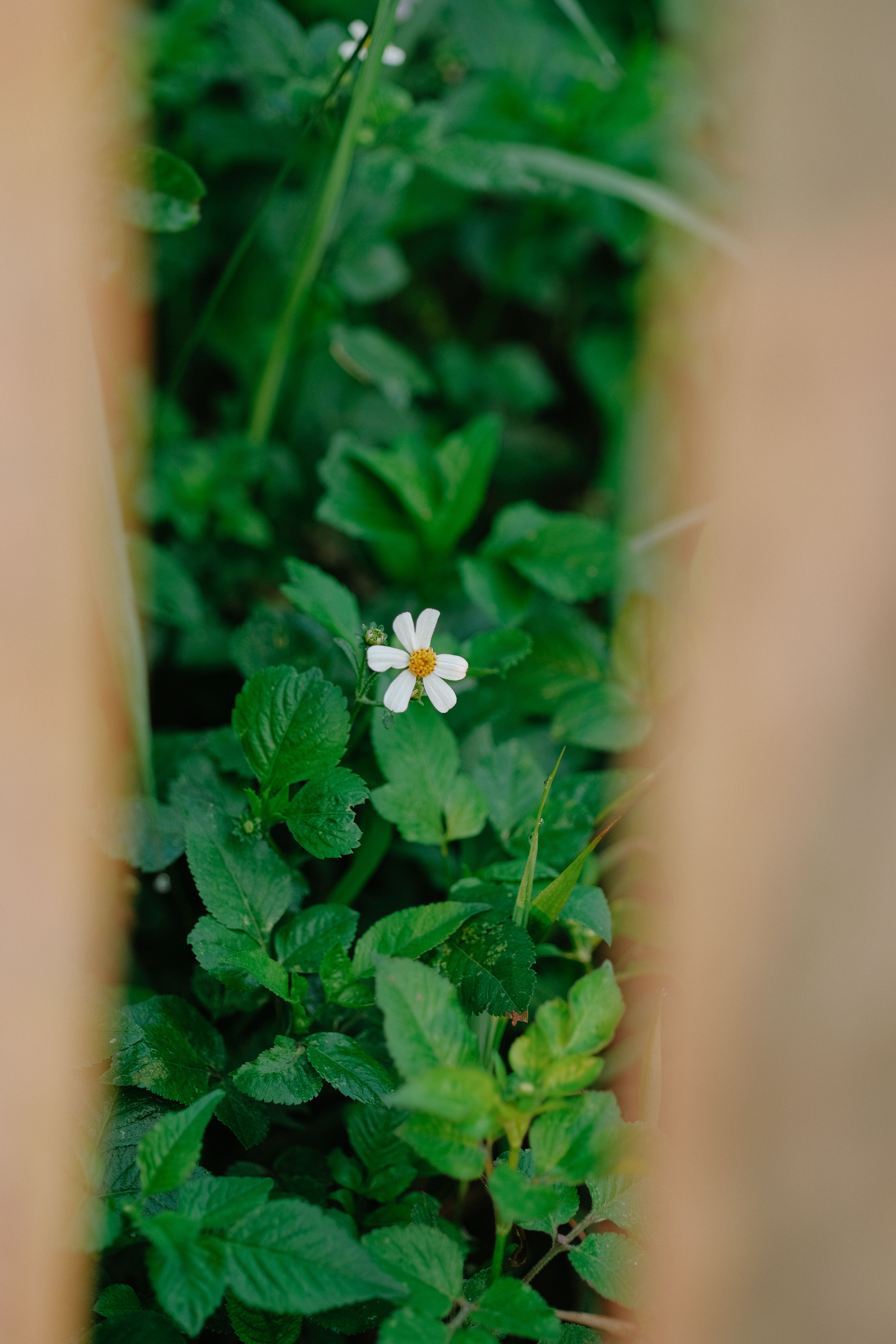 Single Blooming Flower · Free Stock Photo