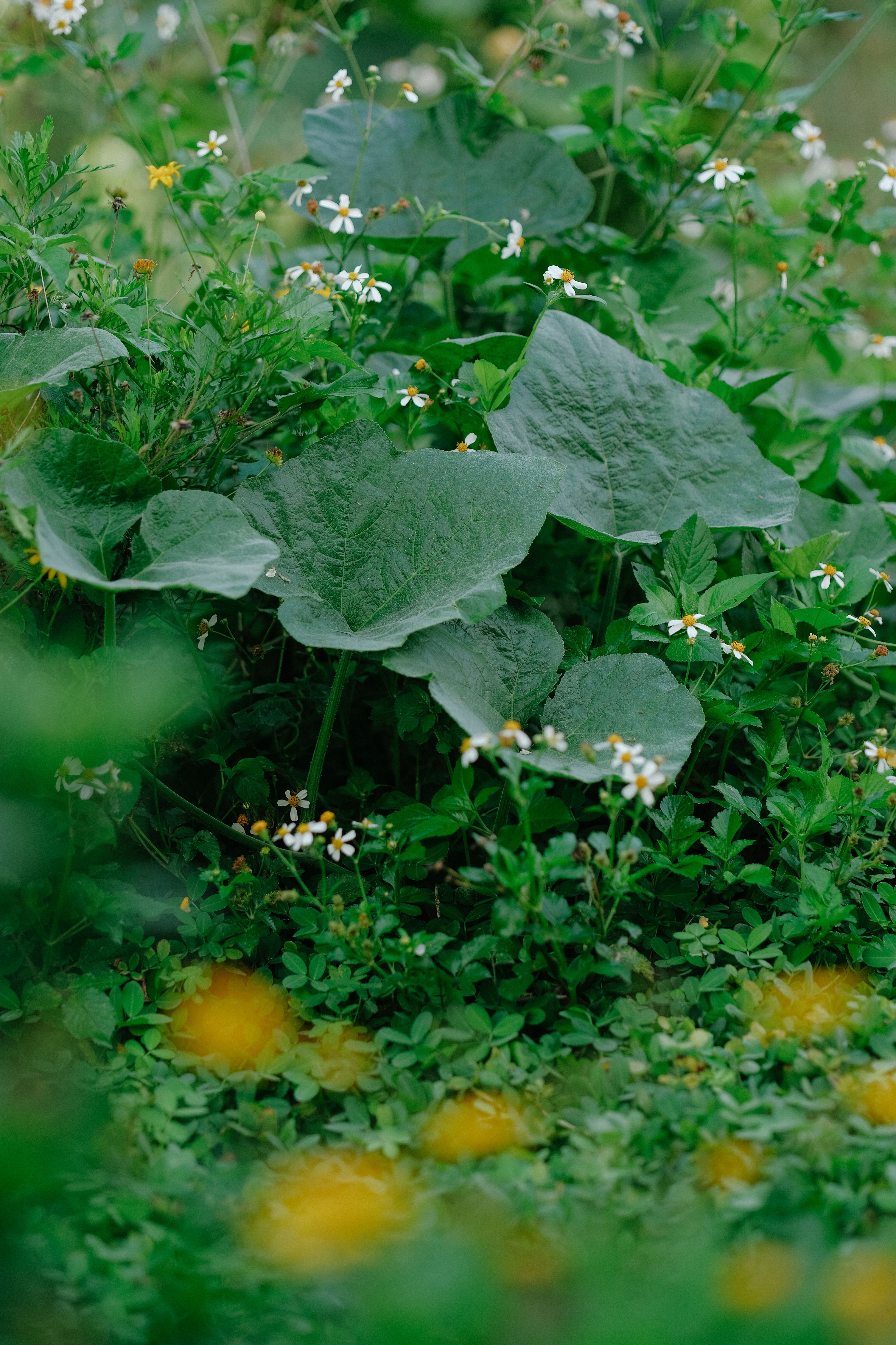Vegetation in Summer · Free Stock Photo